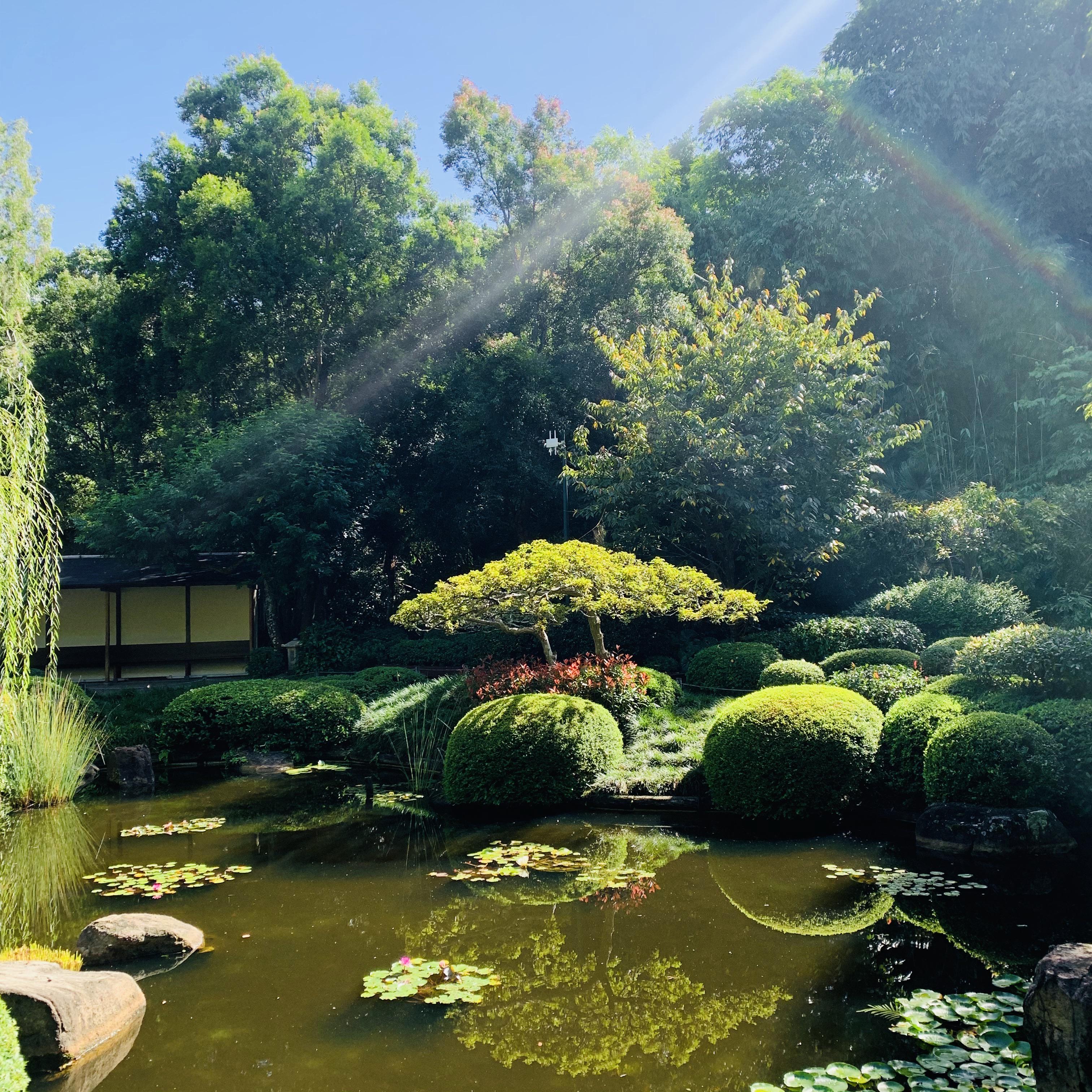 Exercise time in the Japanese gardens in Mt Coot-tha Botanical Gardens | Scrolller