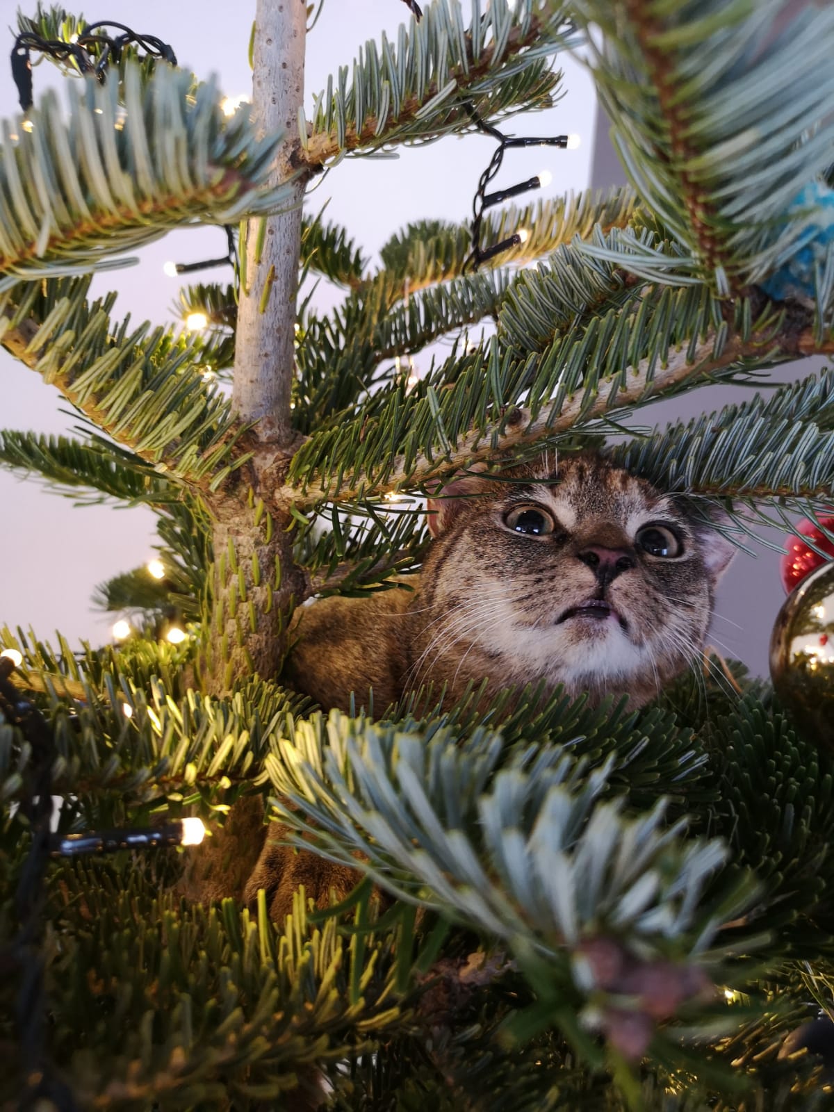 Exploring the christmas tree | Scrolller