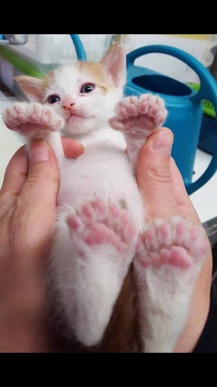 extra beans | Scrolller