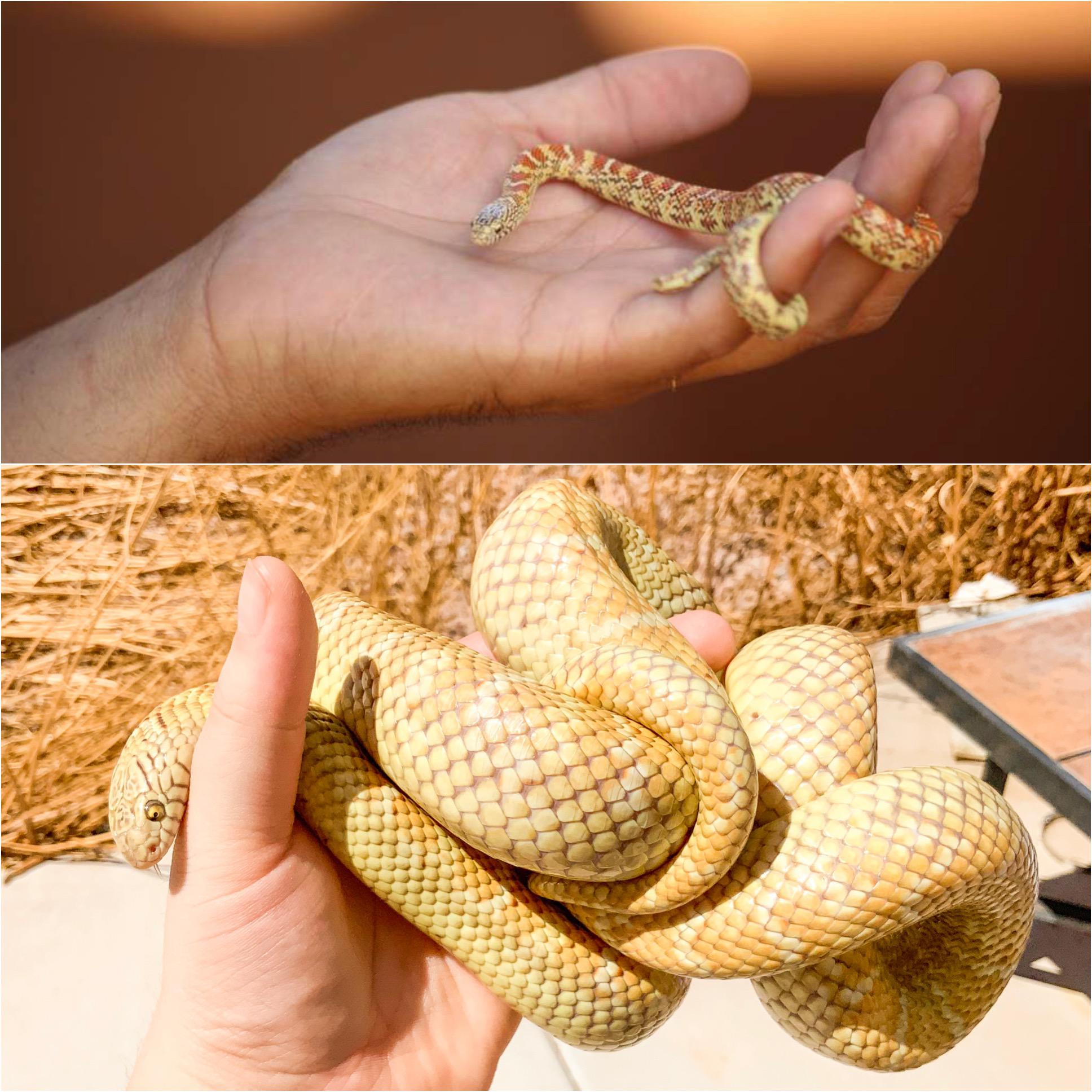 Extra Cheesy is a growing boy | Scrolller