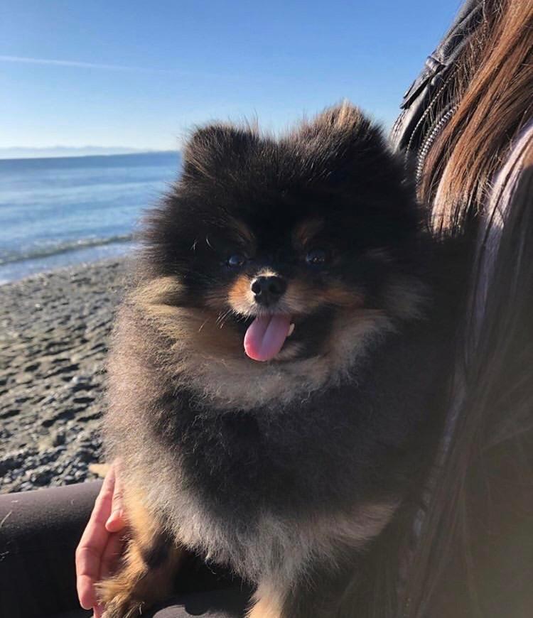 Extra fluffy pupper! | Scrolller