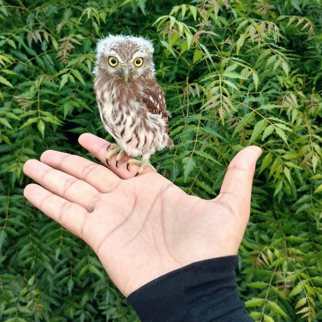 Extra Small 🦉 | Scrolller