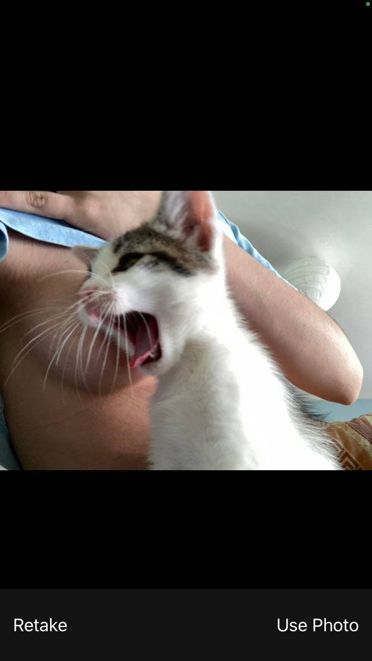 (F) Oops !🐱 | Scrolller