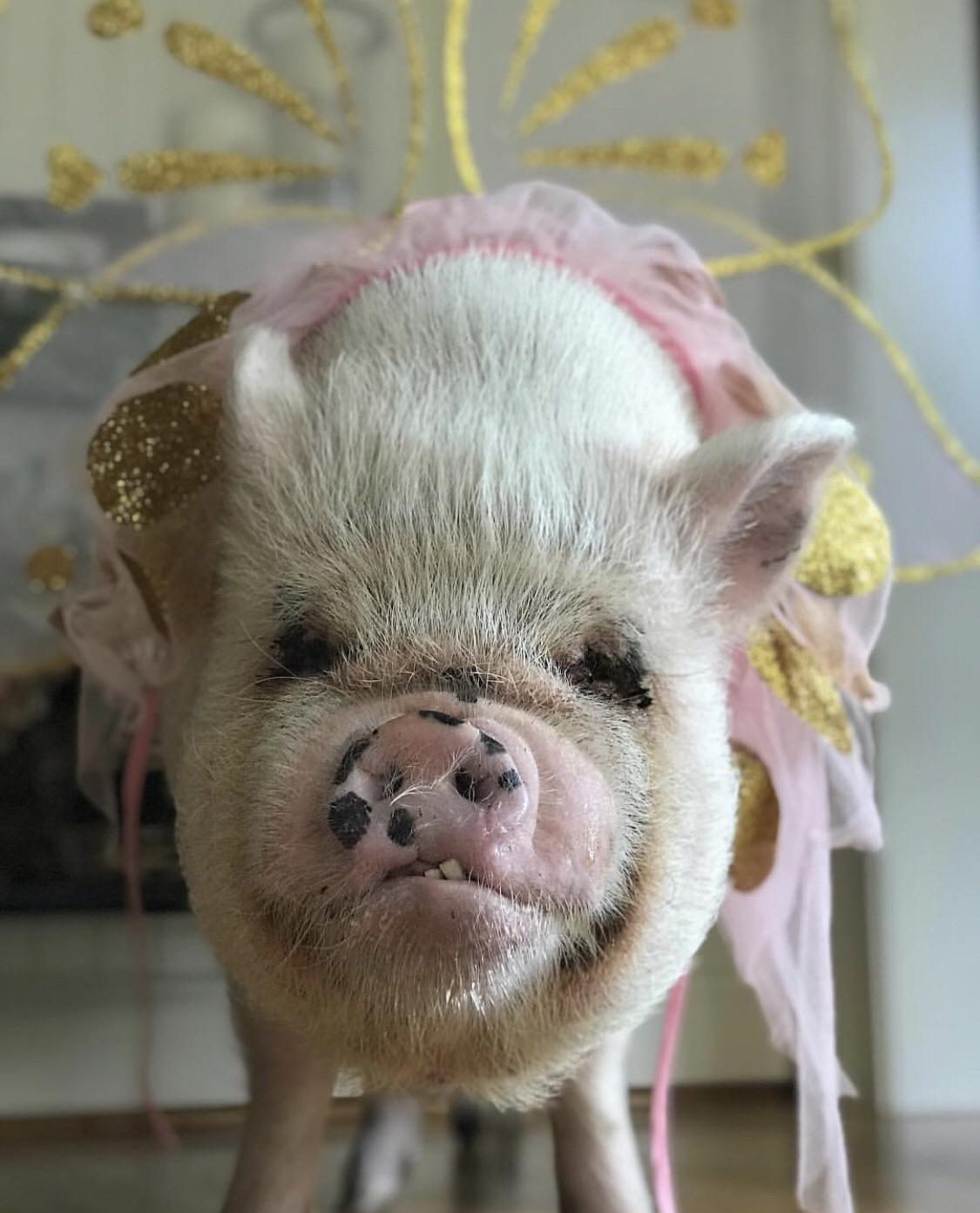 Fairy Piggy | Scrolller