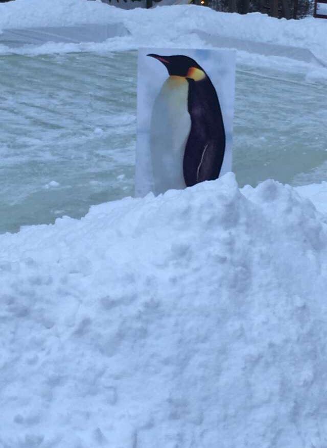 Fake Penguin | Scrolller