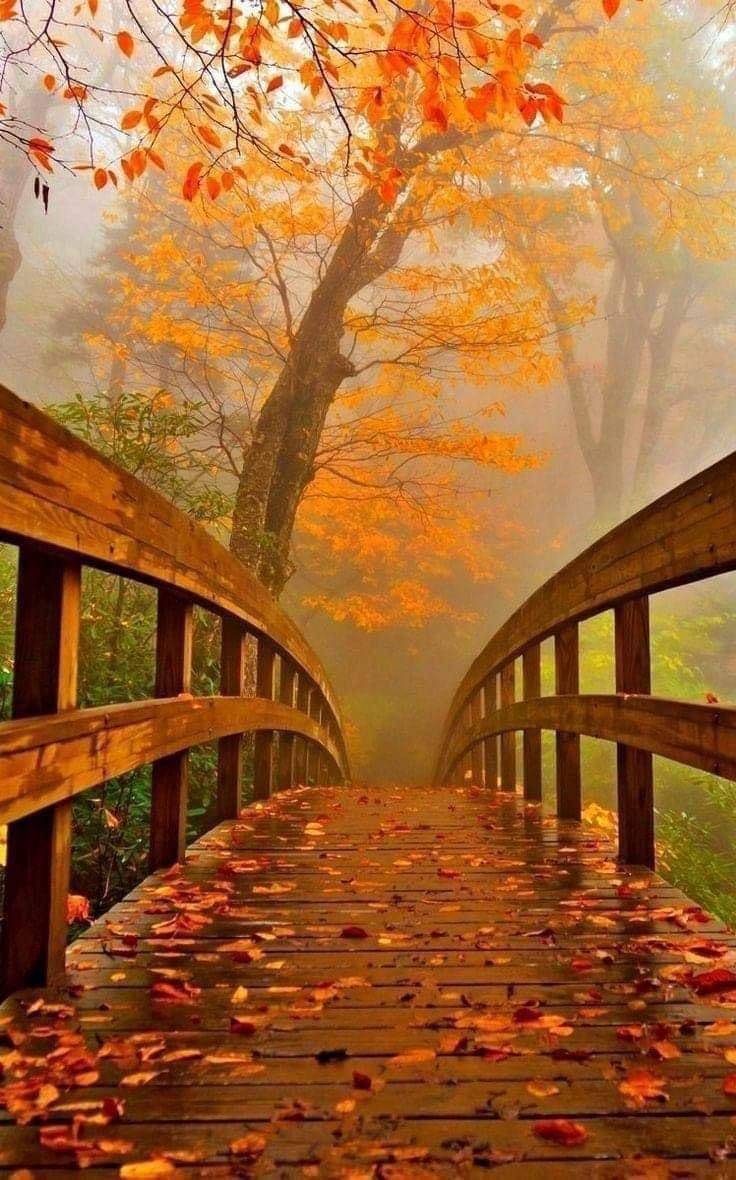 Fall Bridge | Scrolller