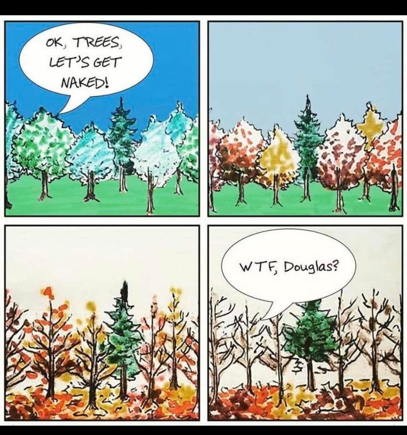 Fall in the Forest | Scrolller