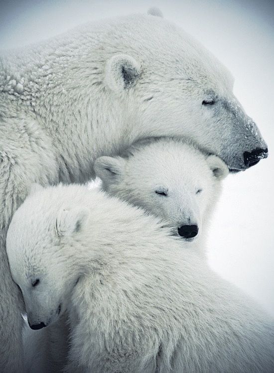 Family furry bear hug. | Scrolller