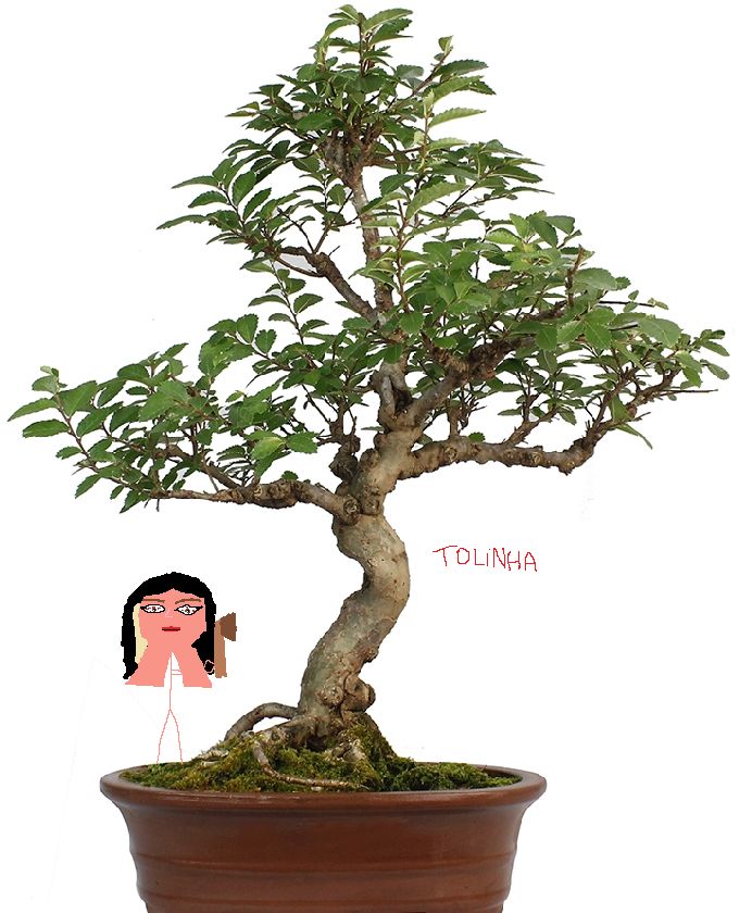 fanart yaya lenhadora de bonsai :) | Scrolller
