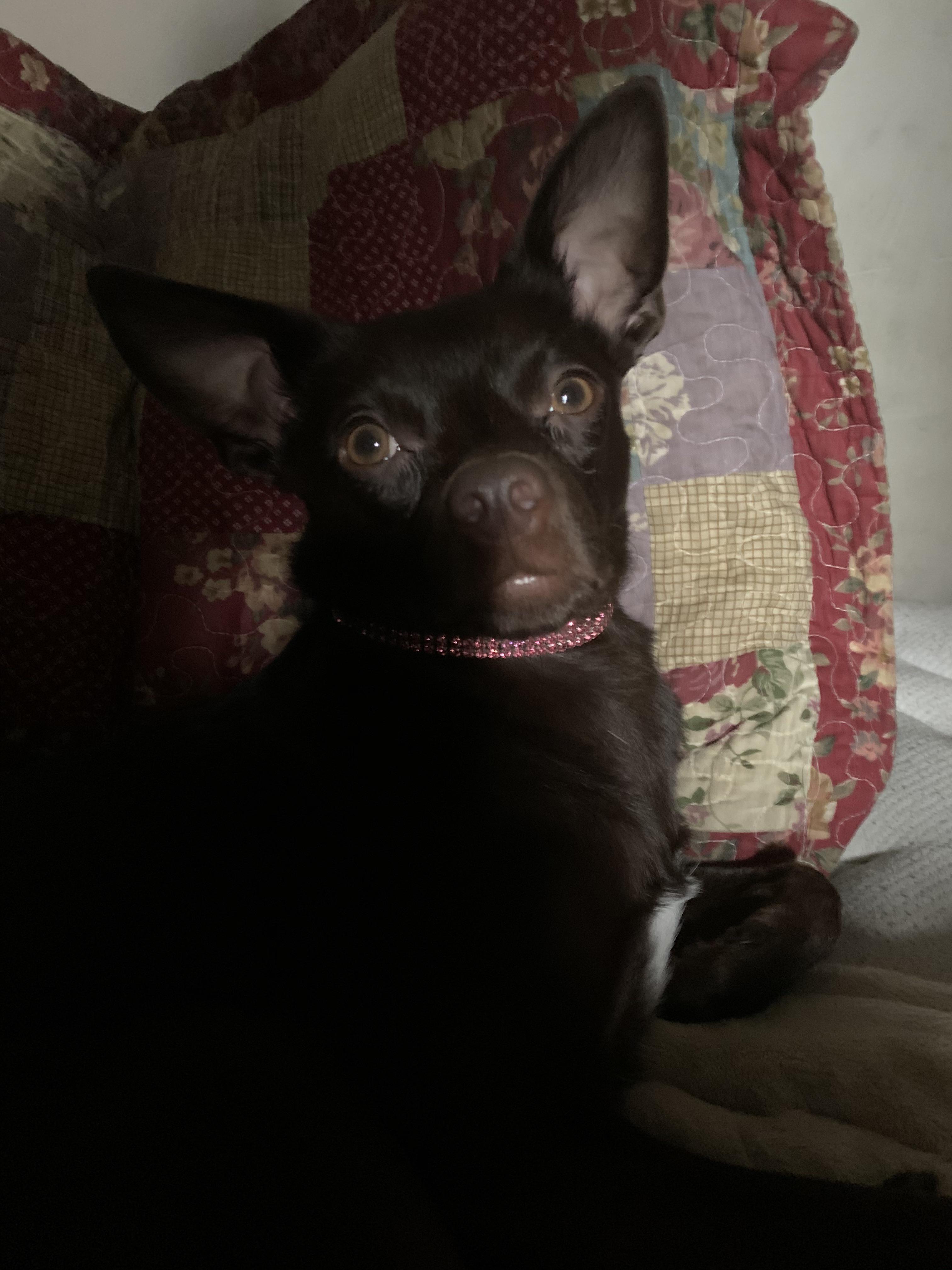 Fancy little boy | Scrolller