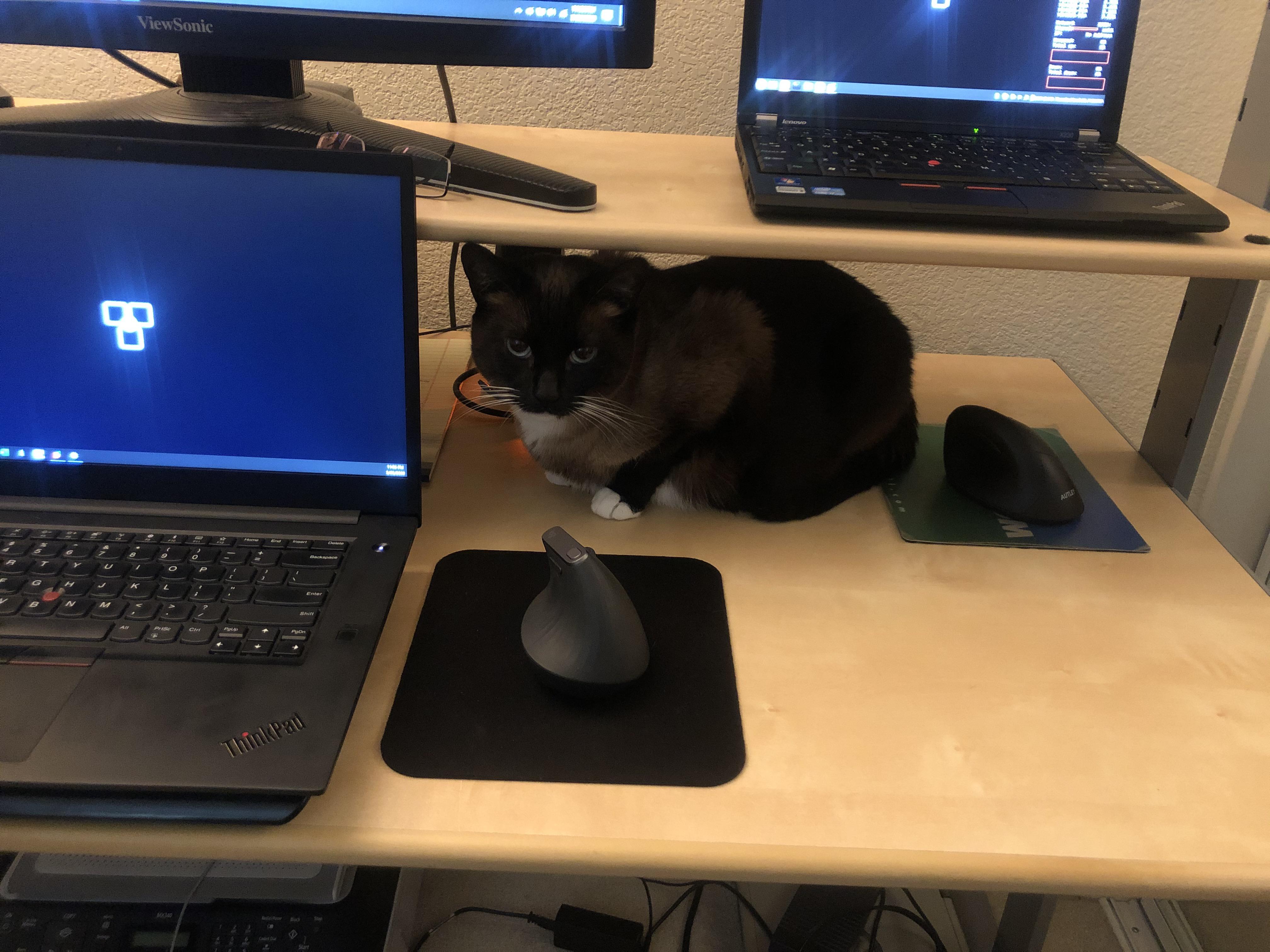 Fancy Nancy | Scrolller