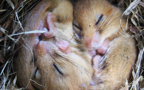 Fast asleep | Scrolller