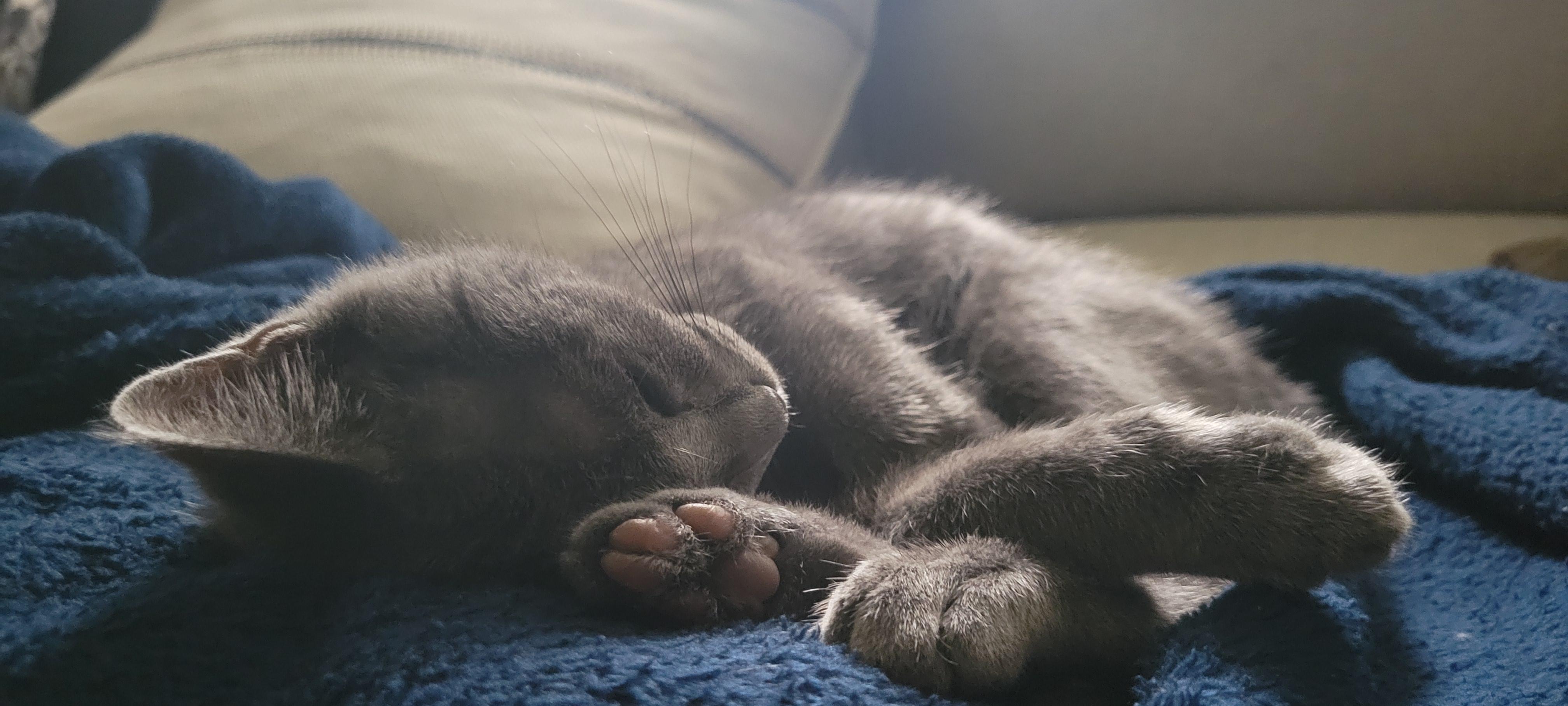 Fast Asleep | Scrolller