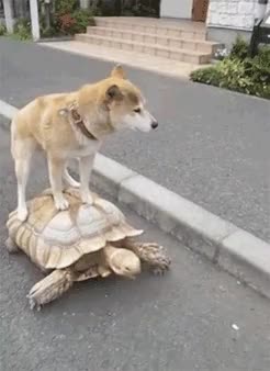 Faster! FASTER! (X-post from /r/Animalsbeingjerks) | Scrolller