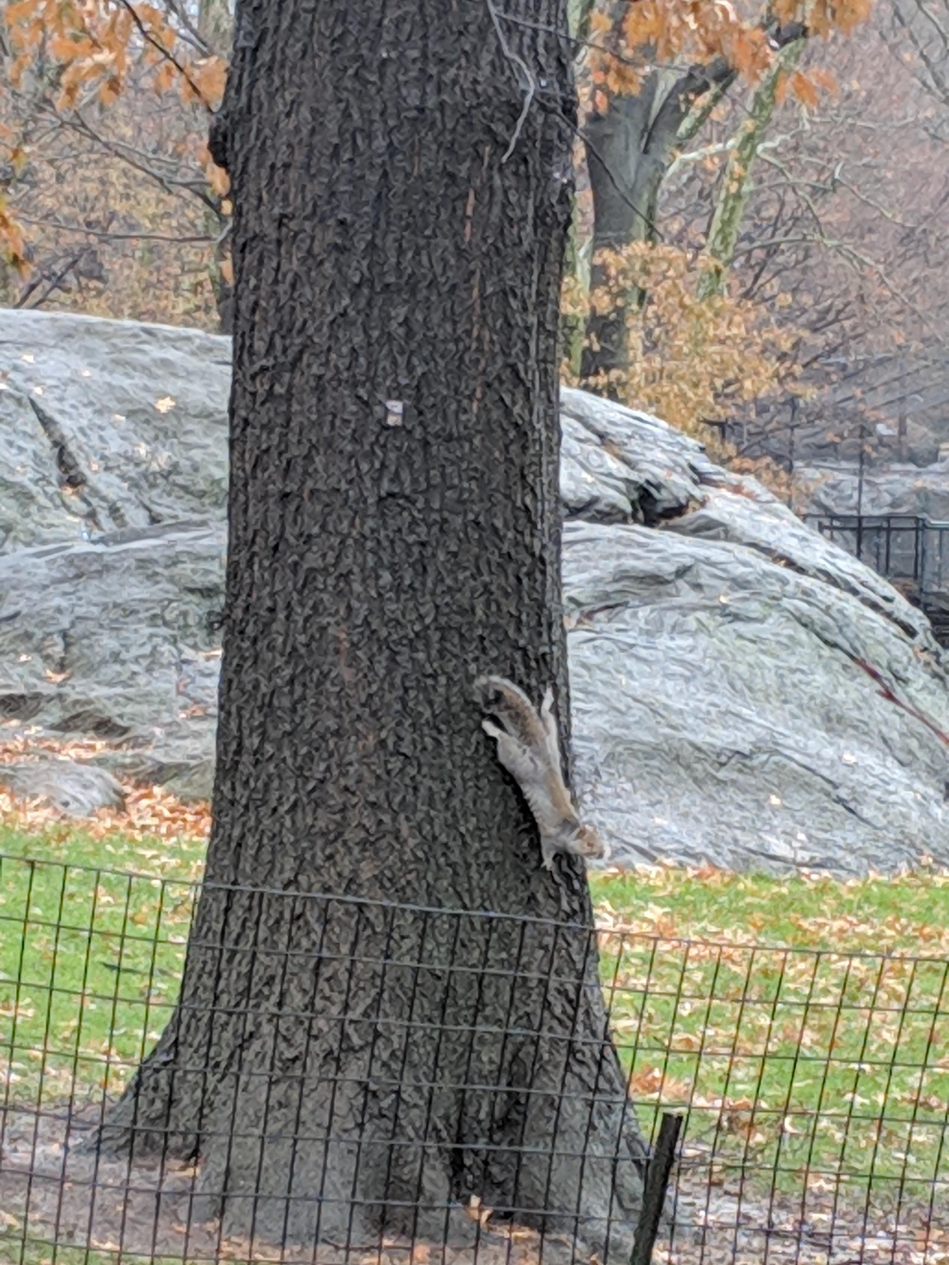Fat Bastard reincarnated as a squirrel in Central Park. | Scrolller