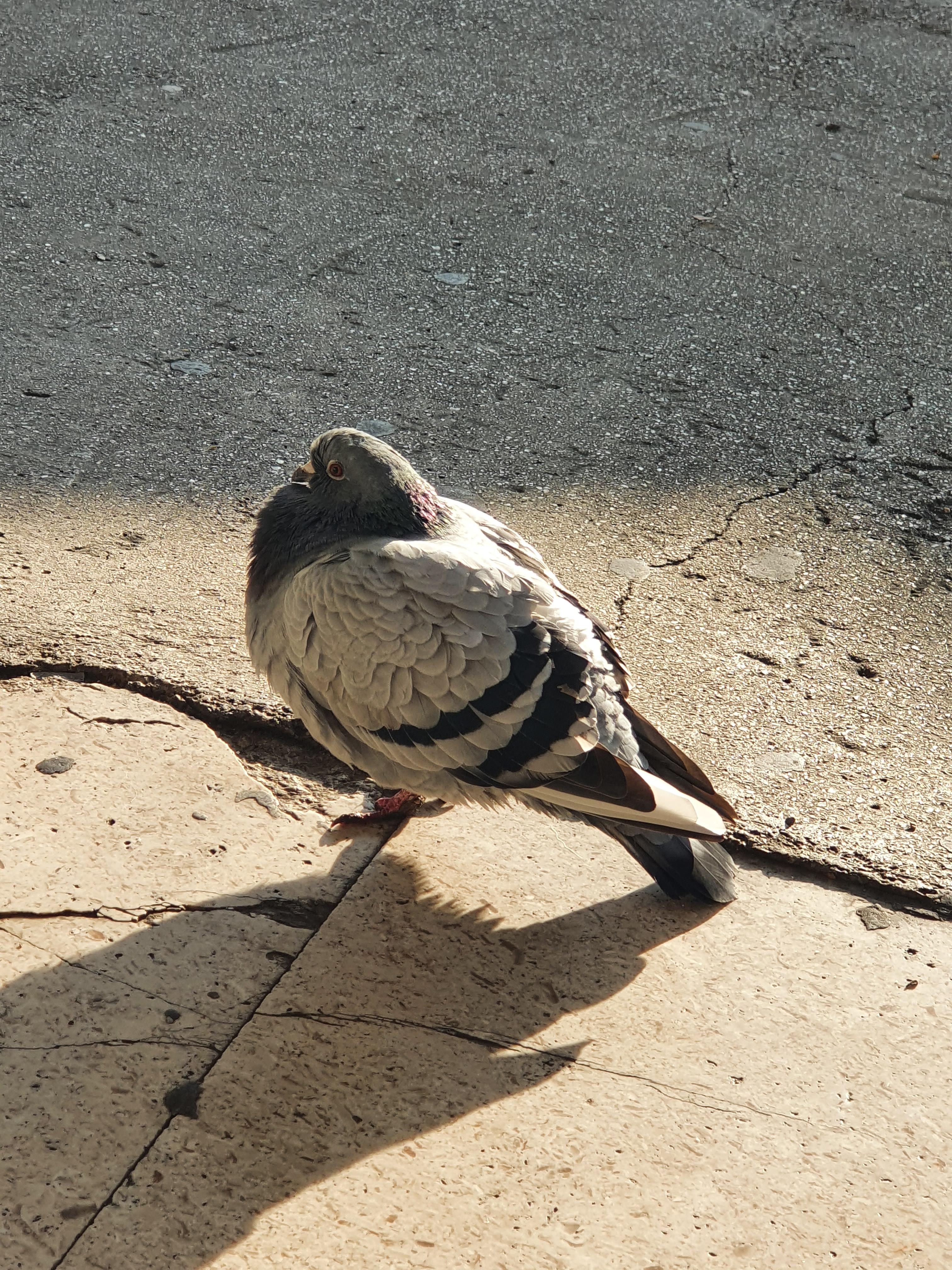 Fat pigeon lol | Scrolller