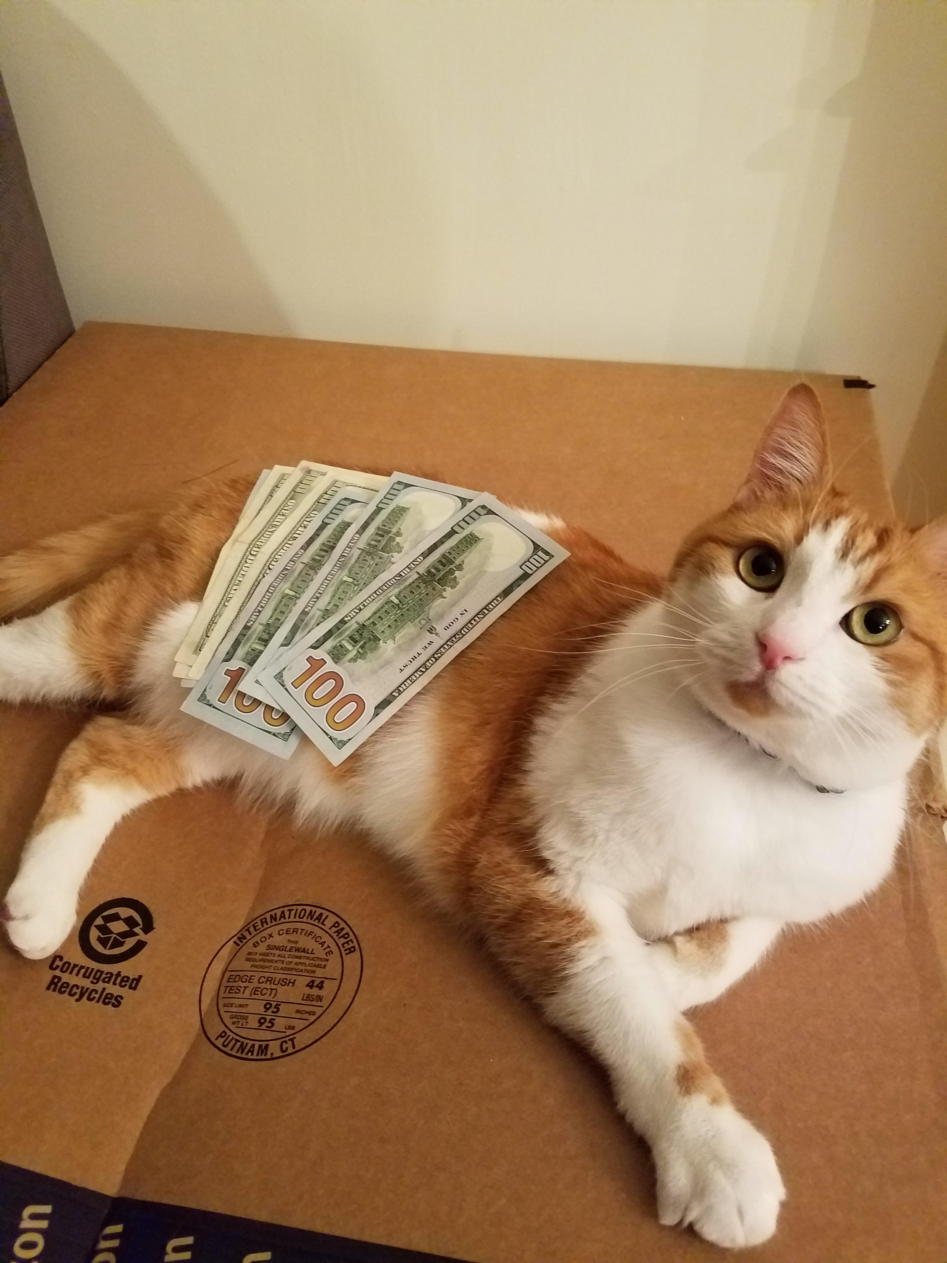 Fat Stacks for the Phat Cat | Scrolller