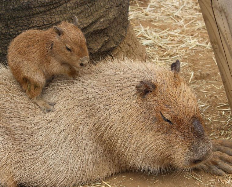 Father & Son bonding | Scrolller