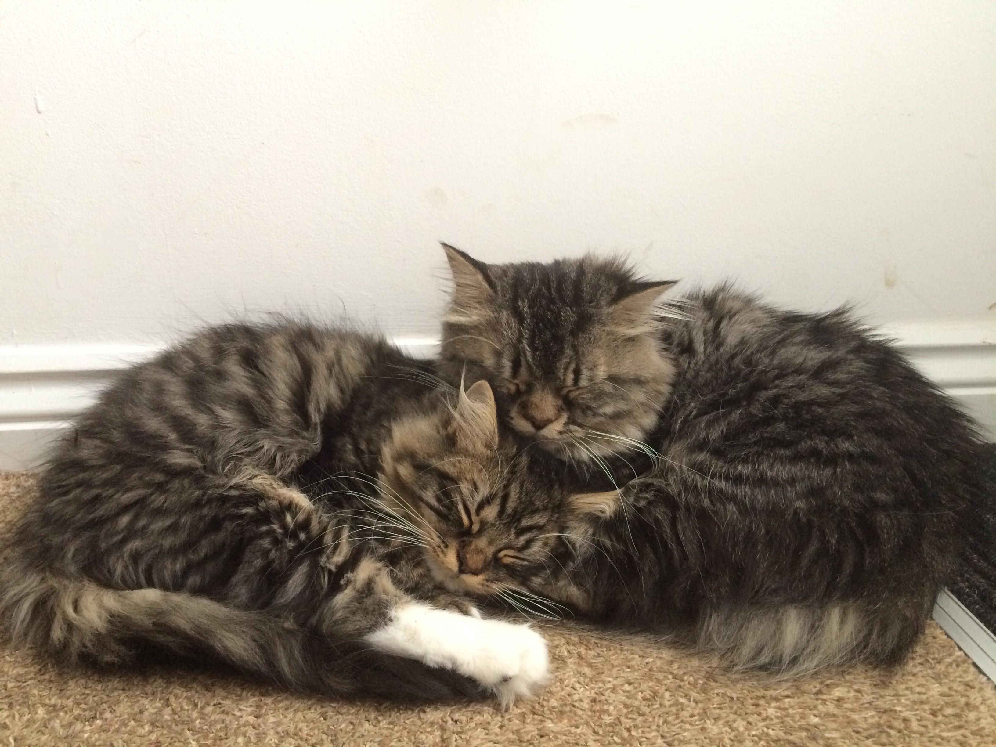 Father and son cuddle puddle | Scrolller