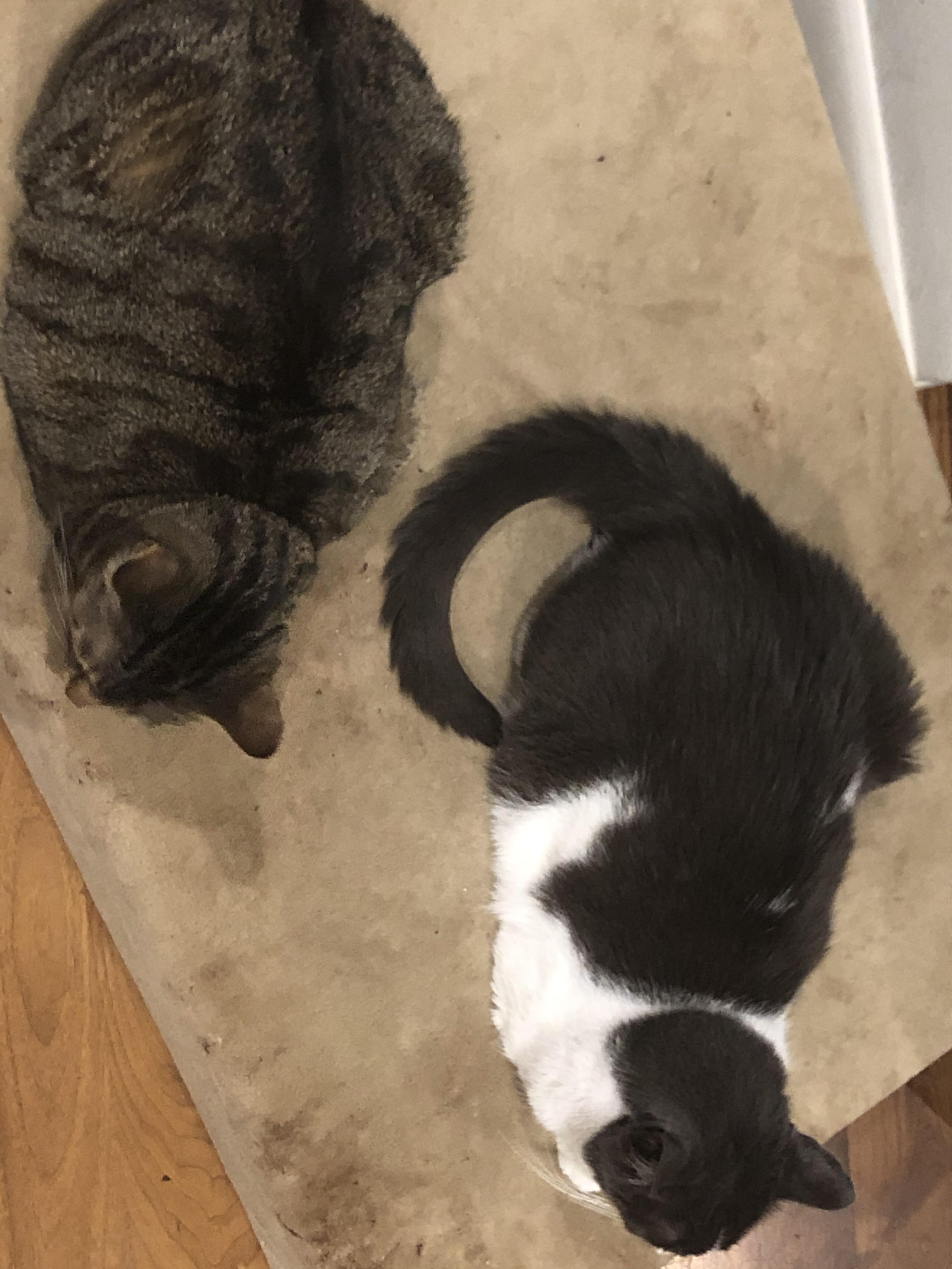 Fatty fat cat | Scrolller