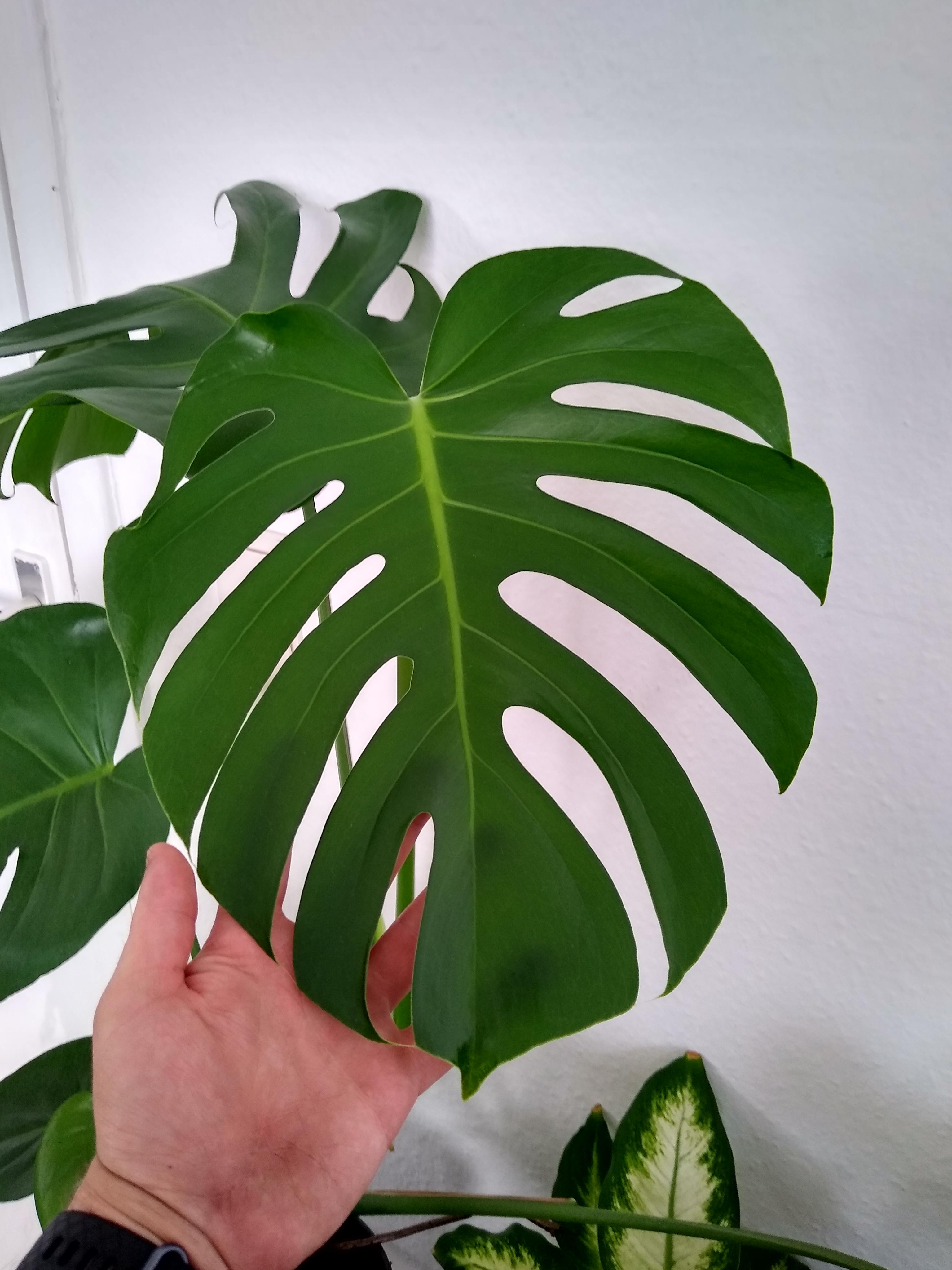 Favorite leave | Scrolller