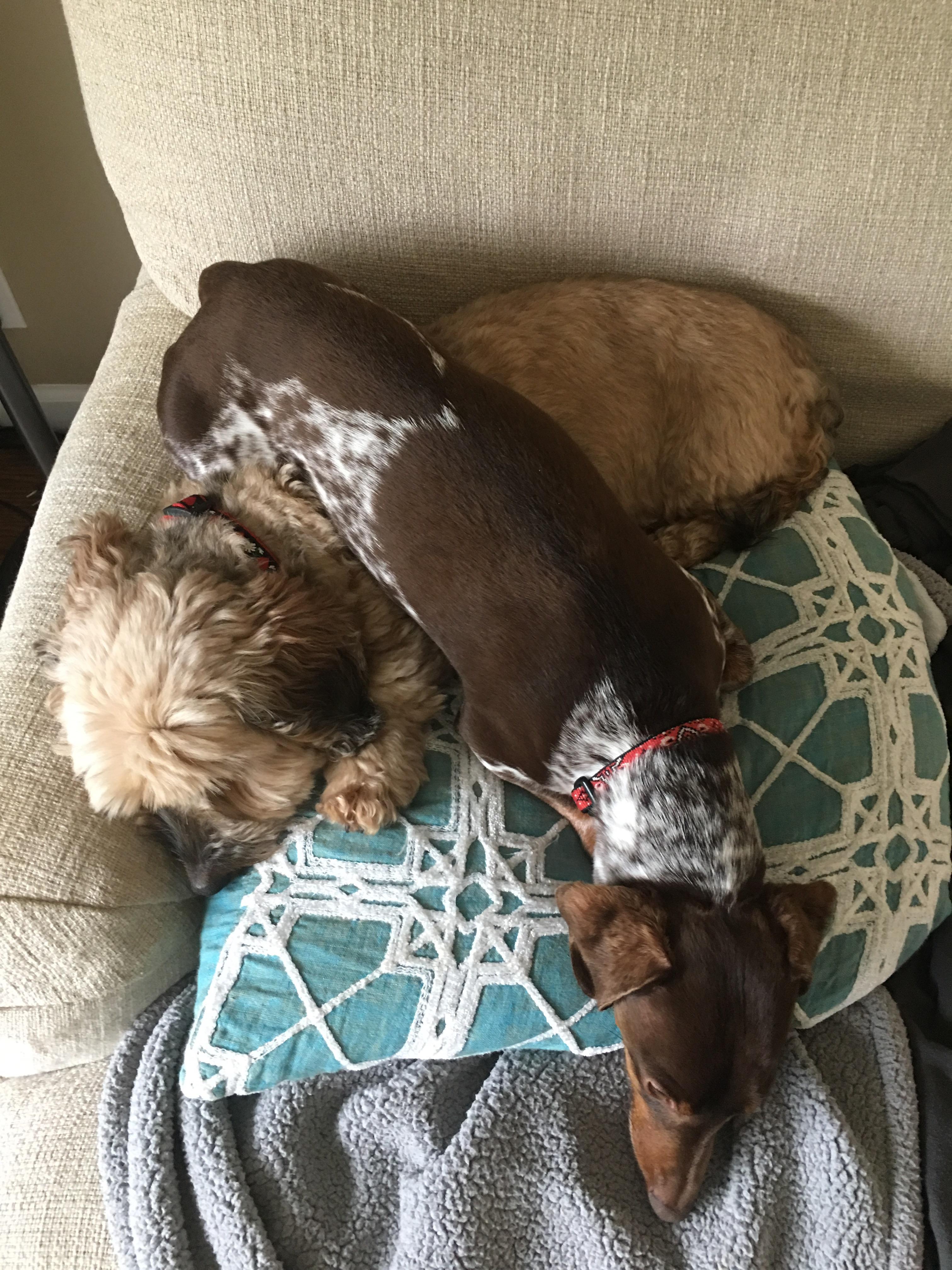 Favorite pillow | Scrolller