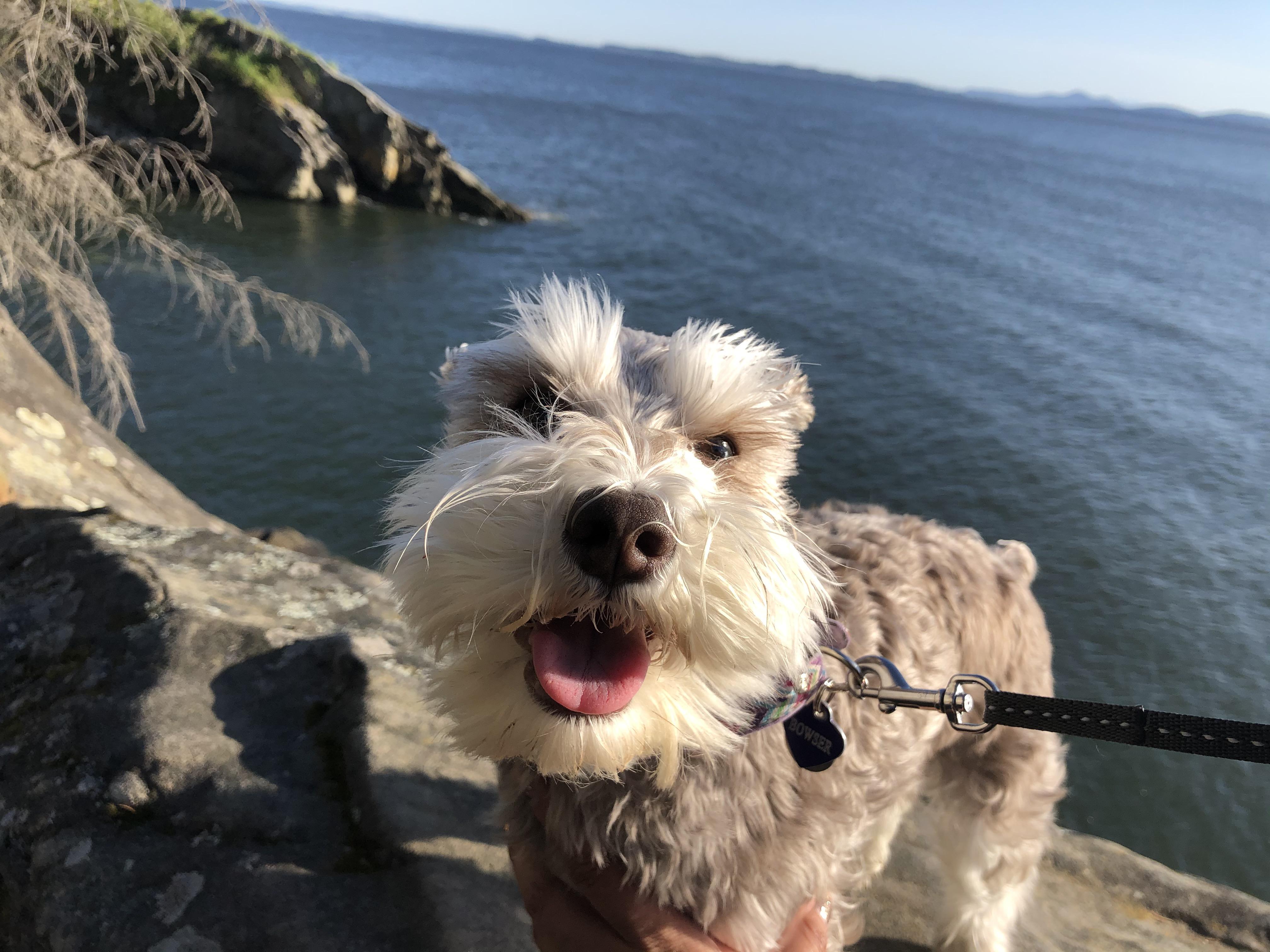 Fearless Bowser on the cliffs | Scrolller