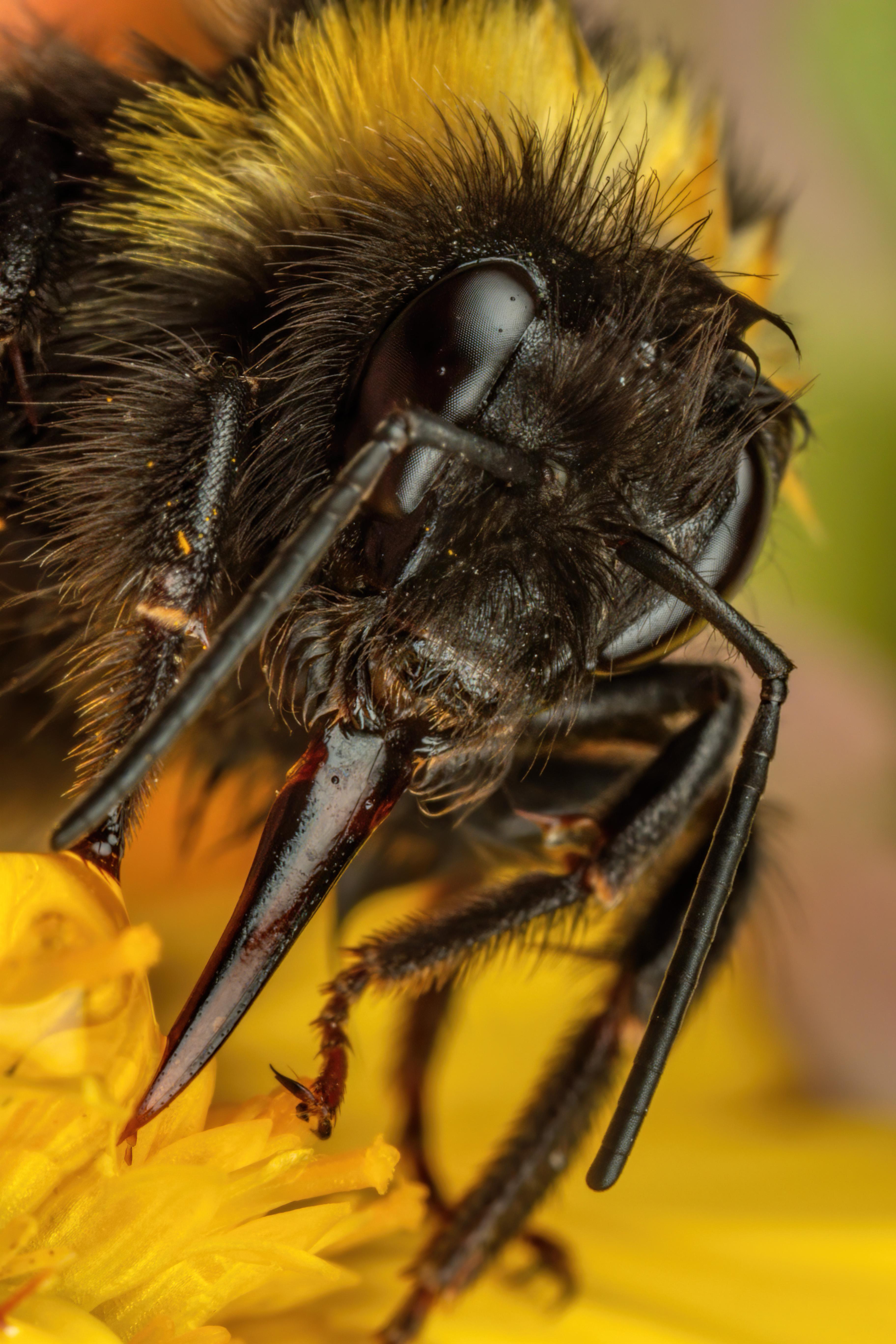 Feeding Bumblebee V [4000x6000] [OC] | Scrolller