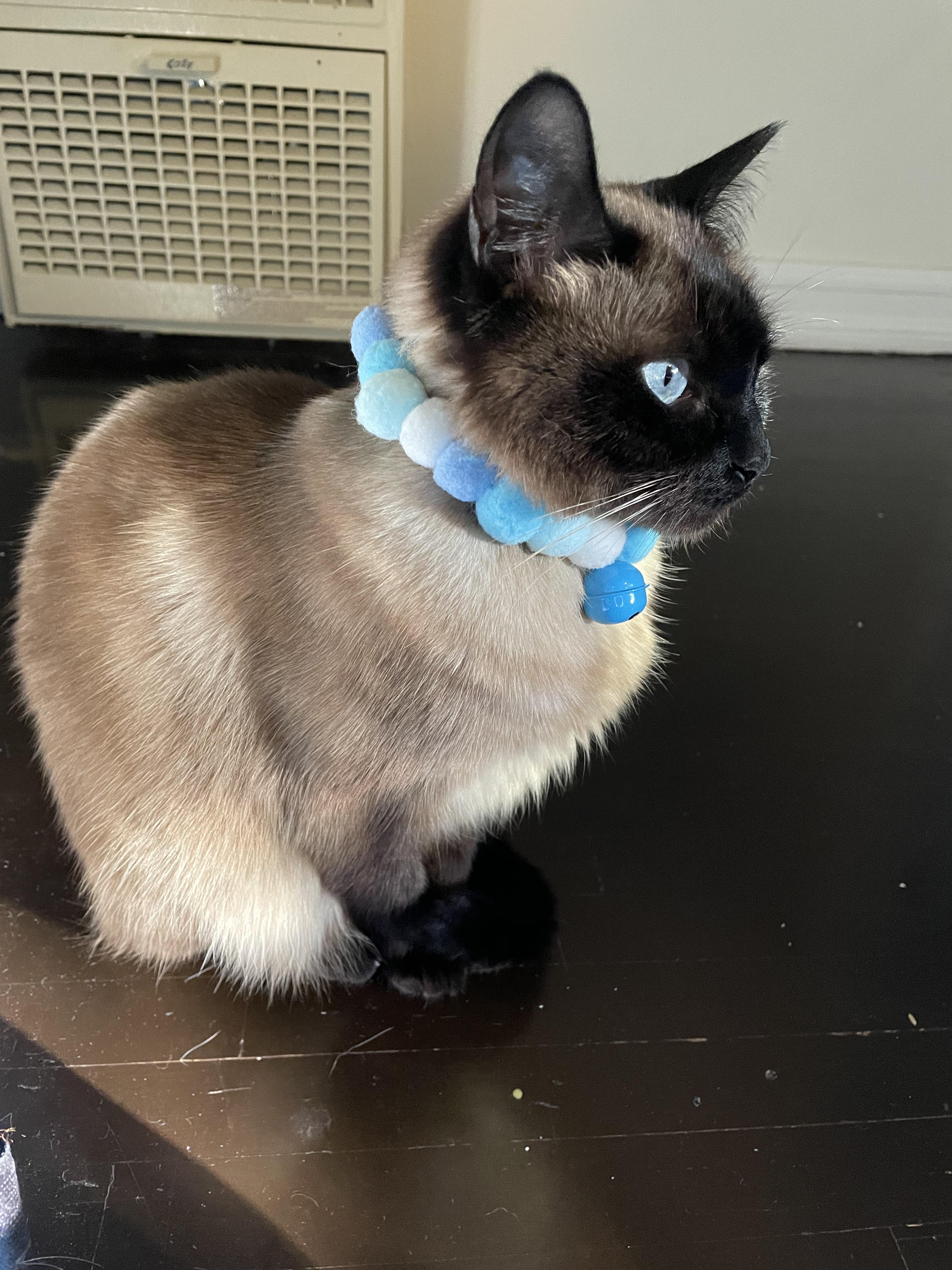 Feeling cute , might delete later | Scrolller