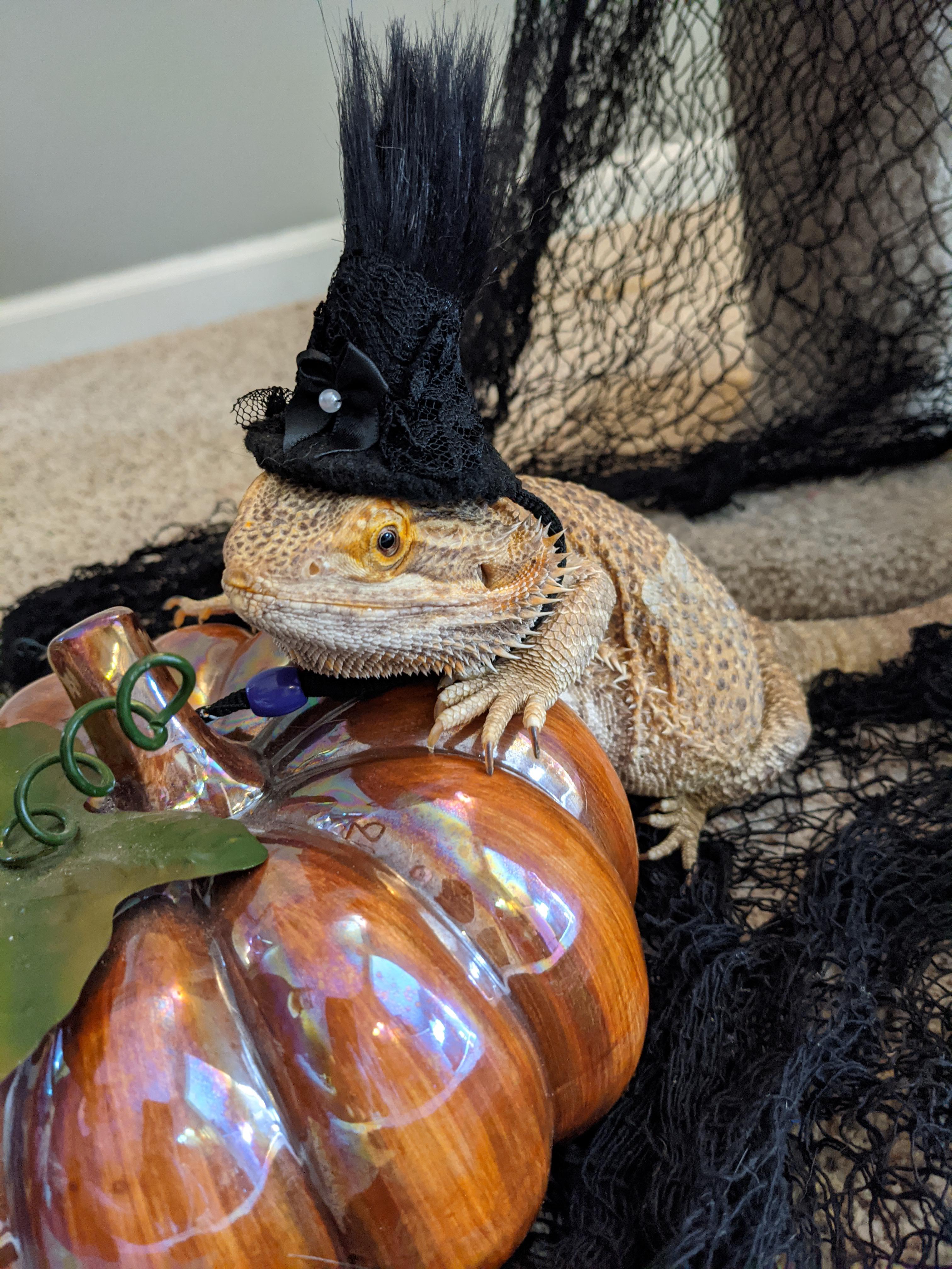 Feeling spooky in her witch hat | Scrolller