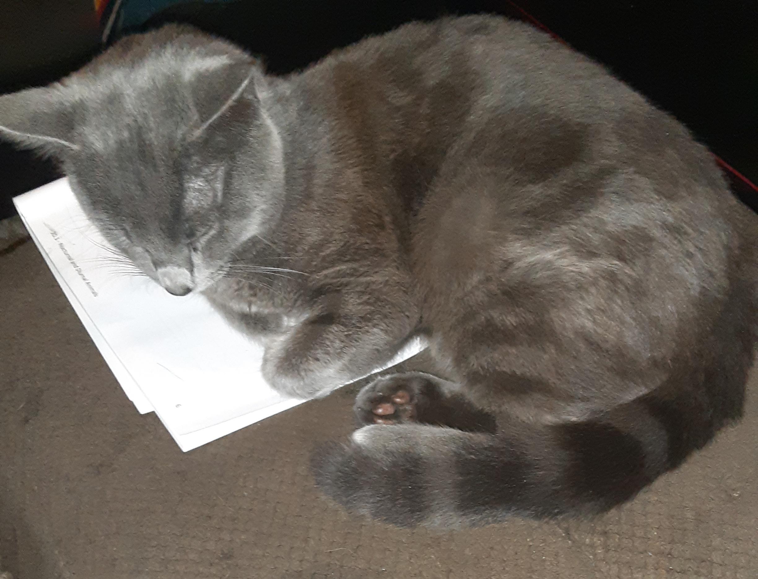 Feline paperweight | Scrolller