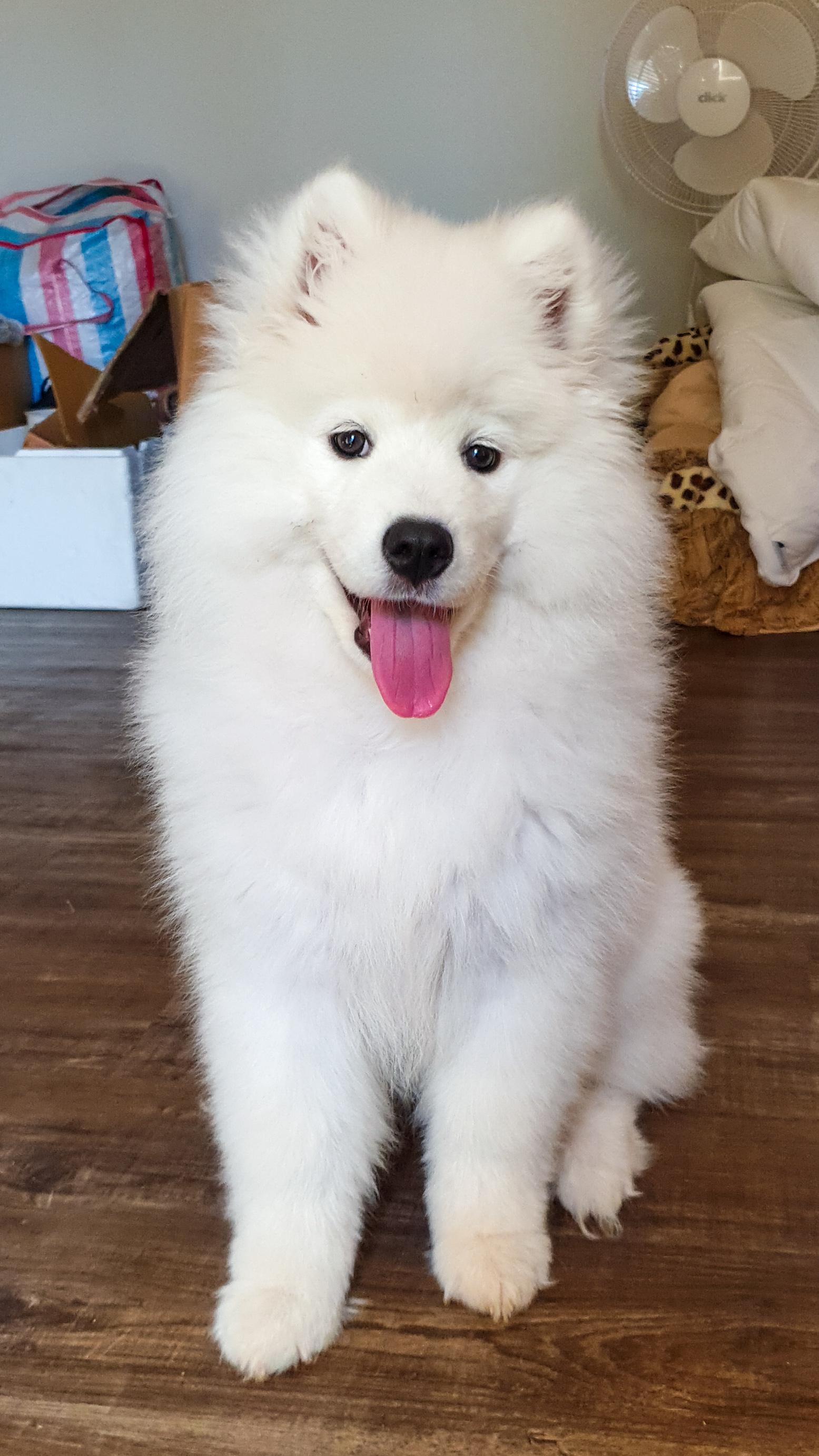 Felt cute, might chew my hooman later. | Scrolller