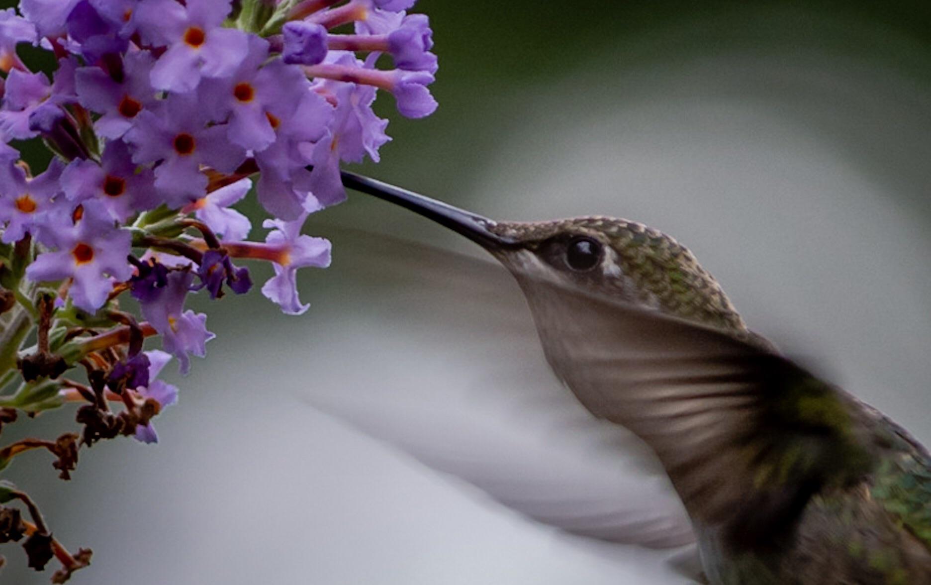 Female Ruby-Throat | Scrolller