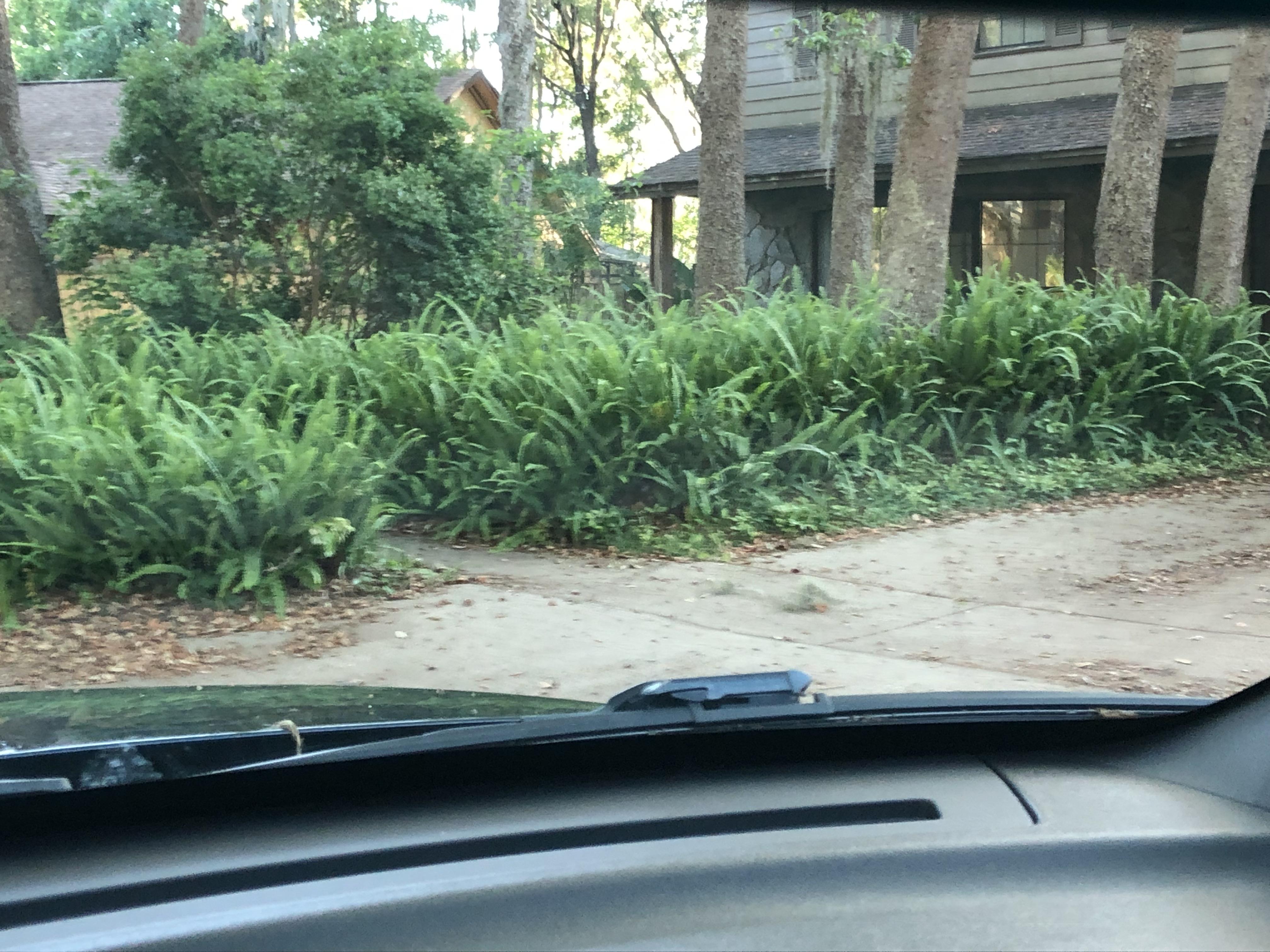 Ferns in Front Yard | Scrolller