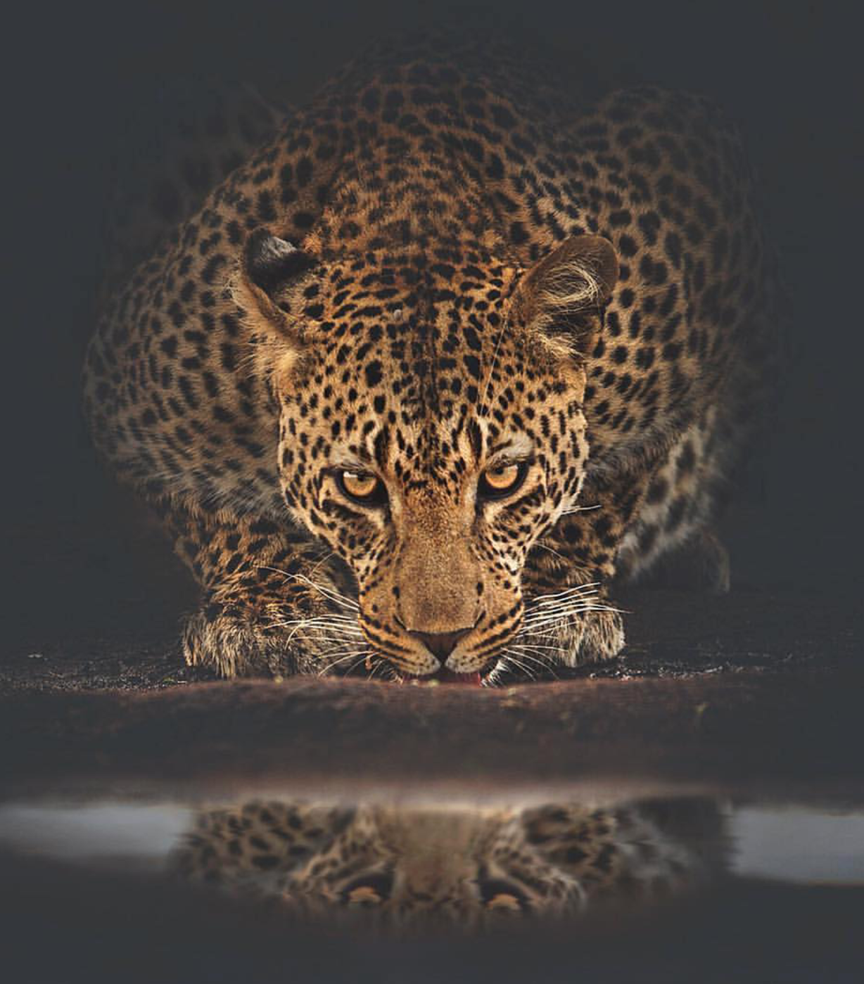 Ferocious Reflection | Scrolller