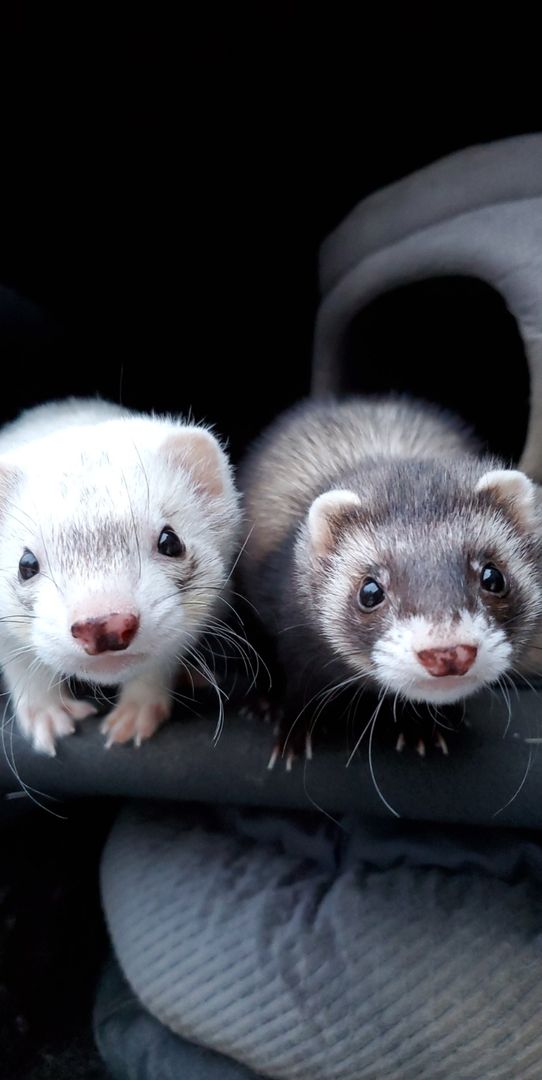 Ferret fluffs | Scrolller