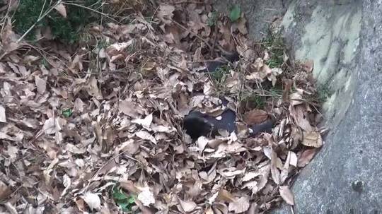 Festive Leaf Pile Investigation | Scrolller