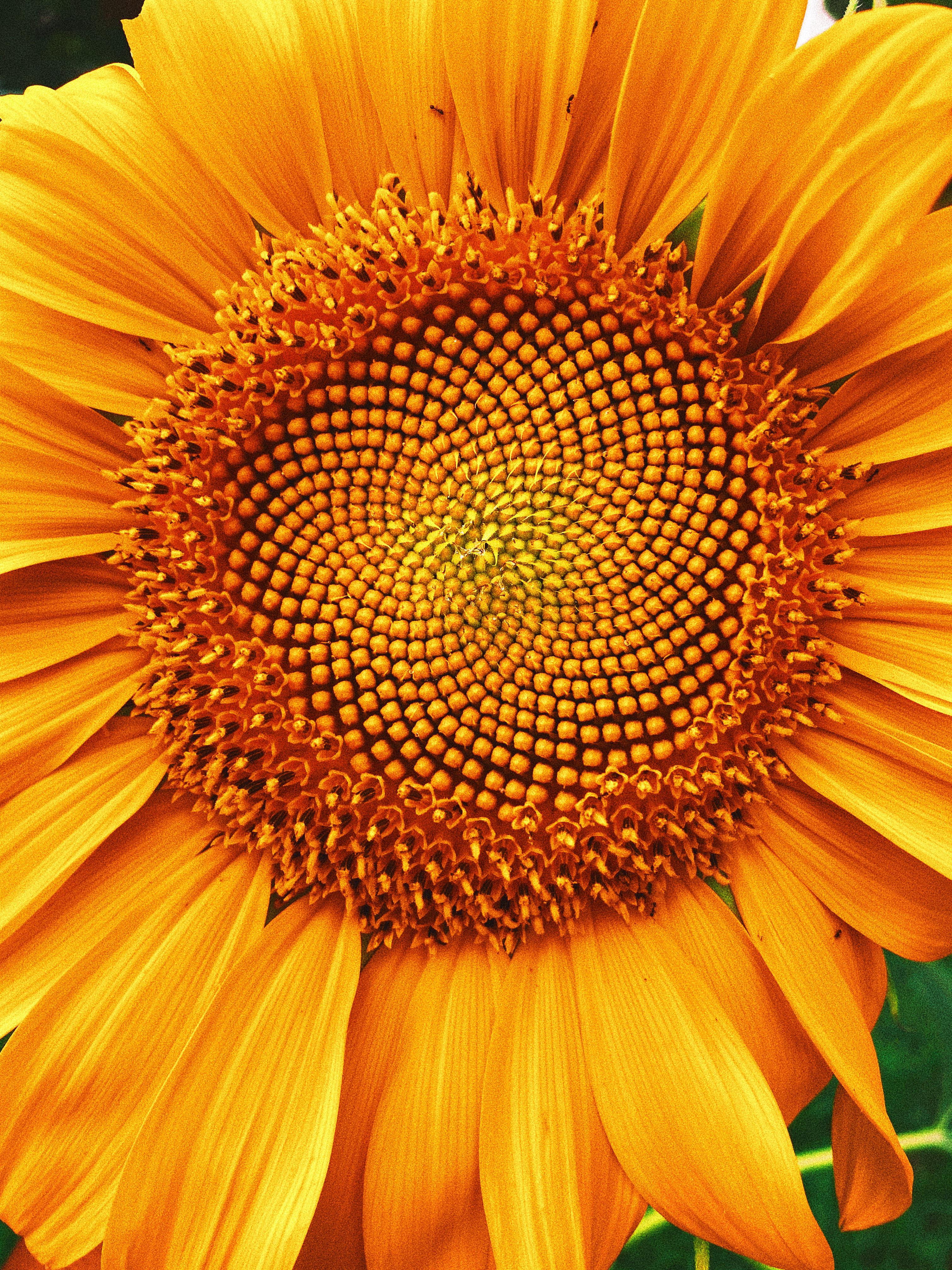 Fibonacci Sequence | Scrolller