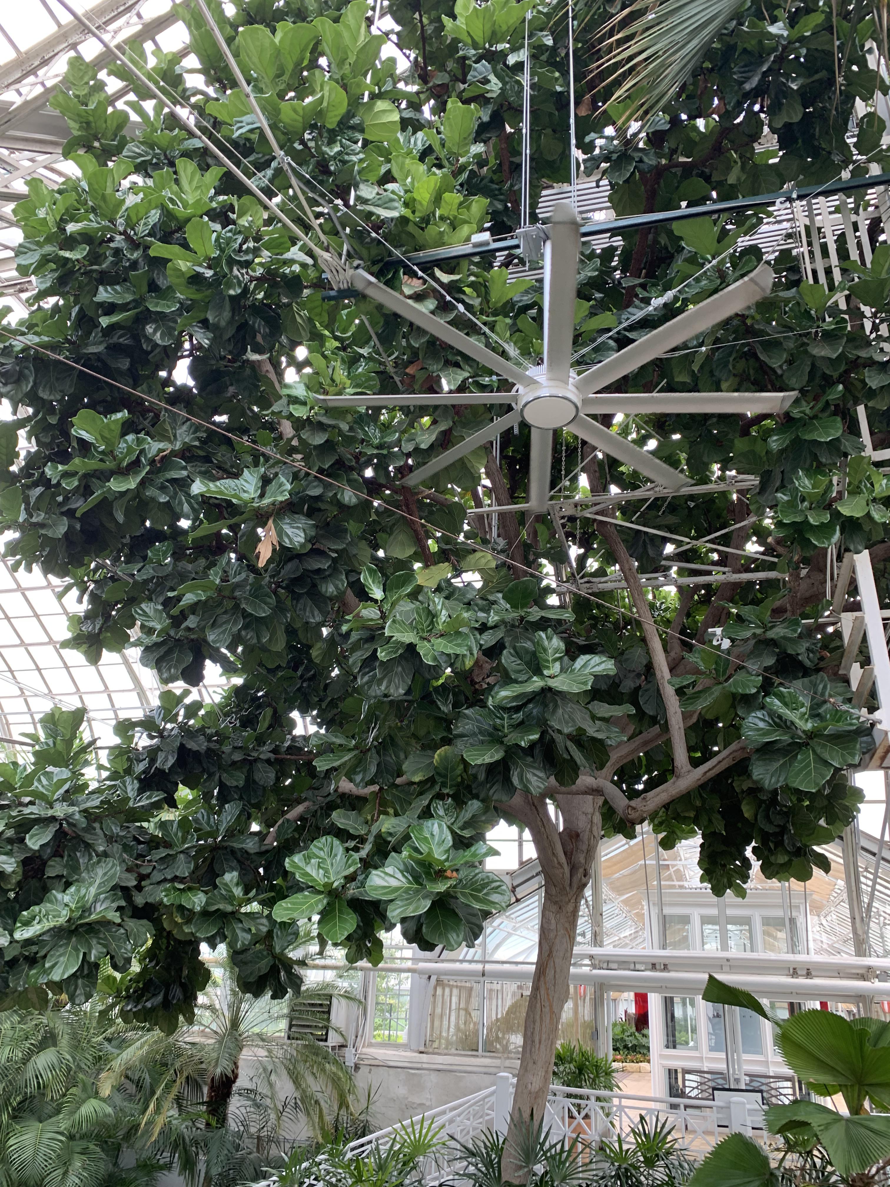 fiddle leaf fig | Scrolller