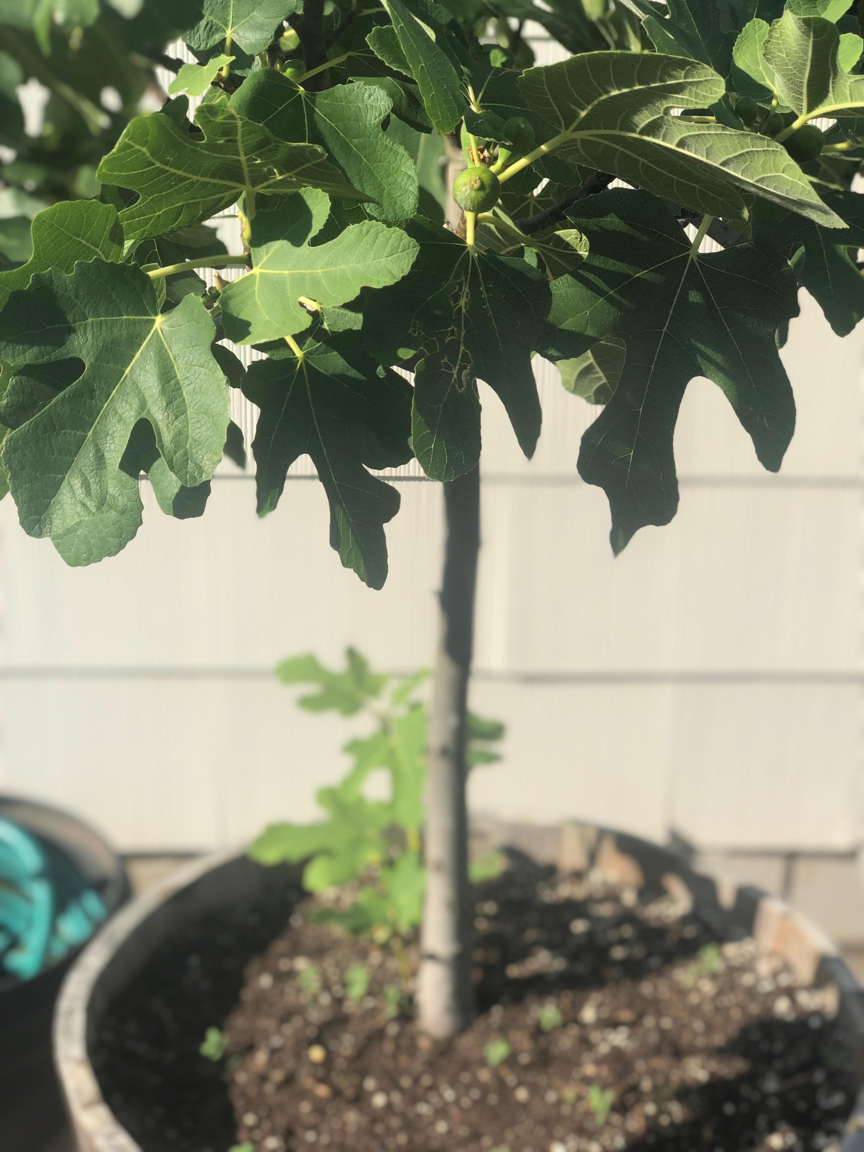 Fig tree in South NJ has offshoot — advice on repotting? | Scrolller