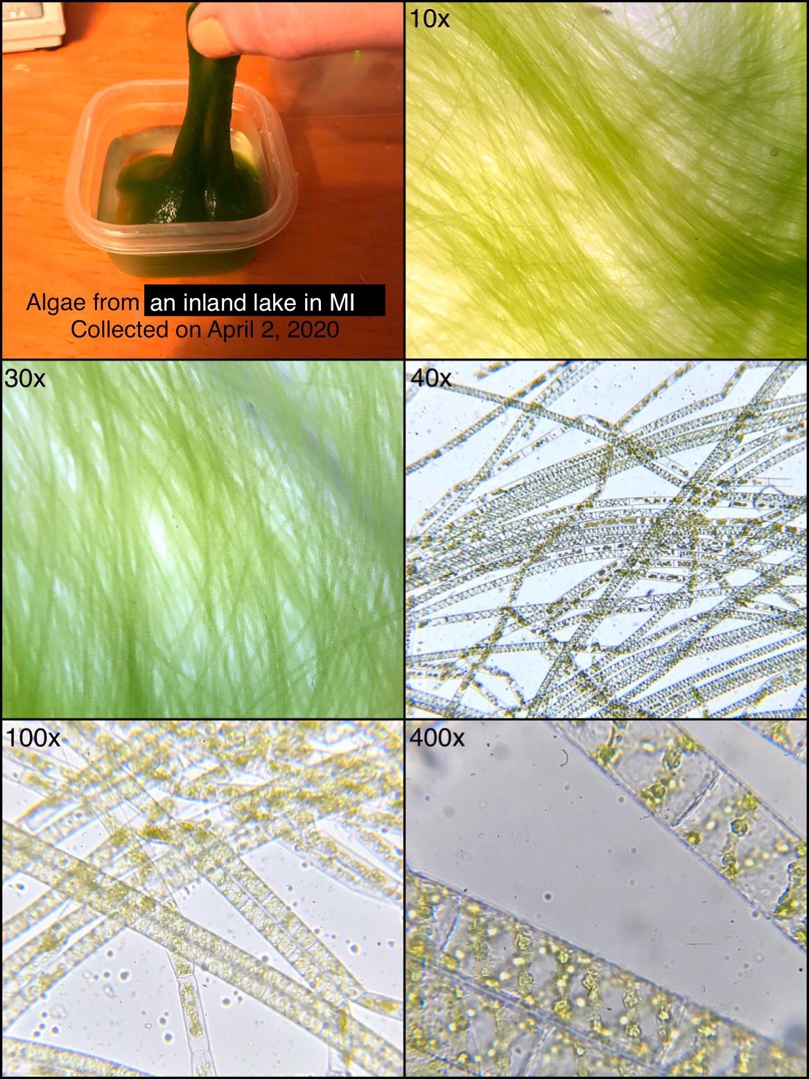 Filamentous Green Algae | Scrolller