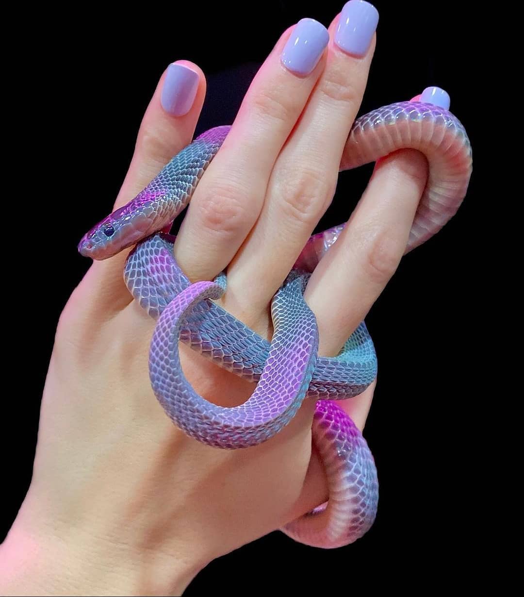 File snake under LED light | Scrolller