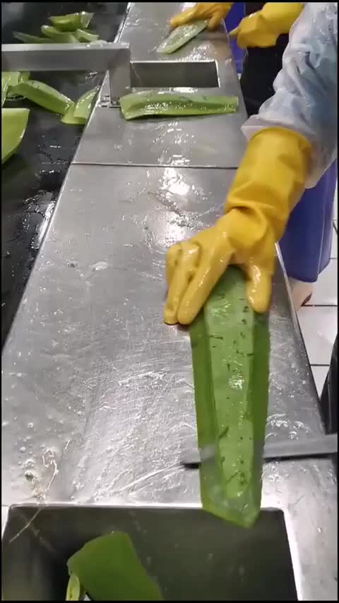Filleting Aloe Vera is a thing | Scrolller