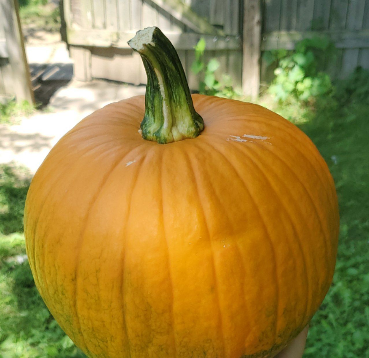 Final product | Scrolller