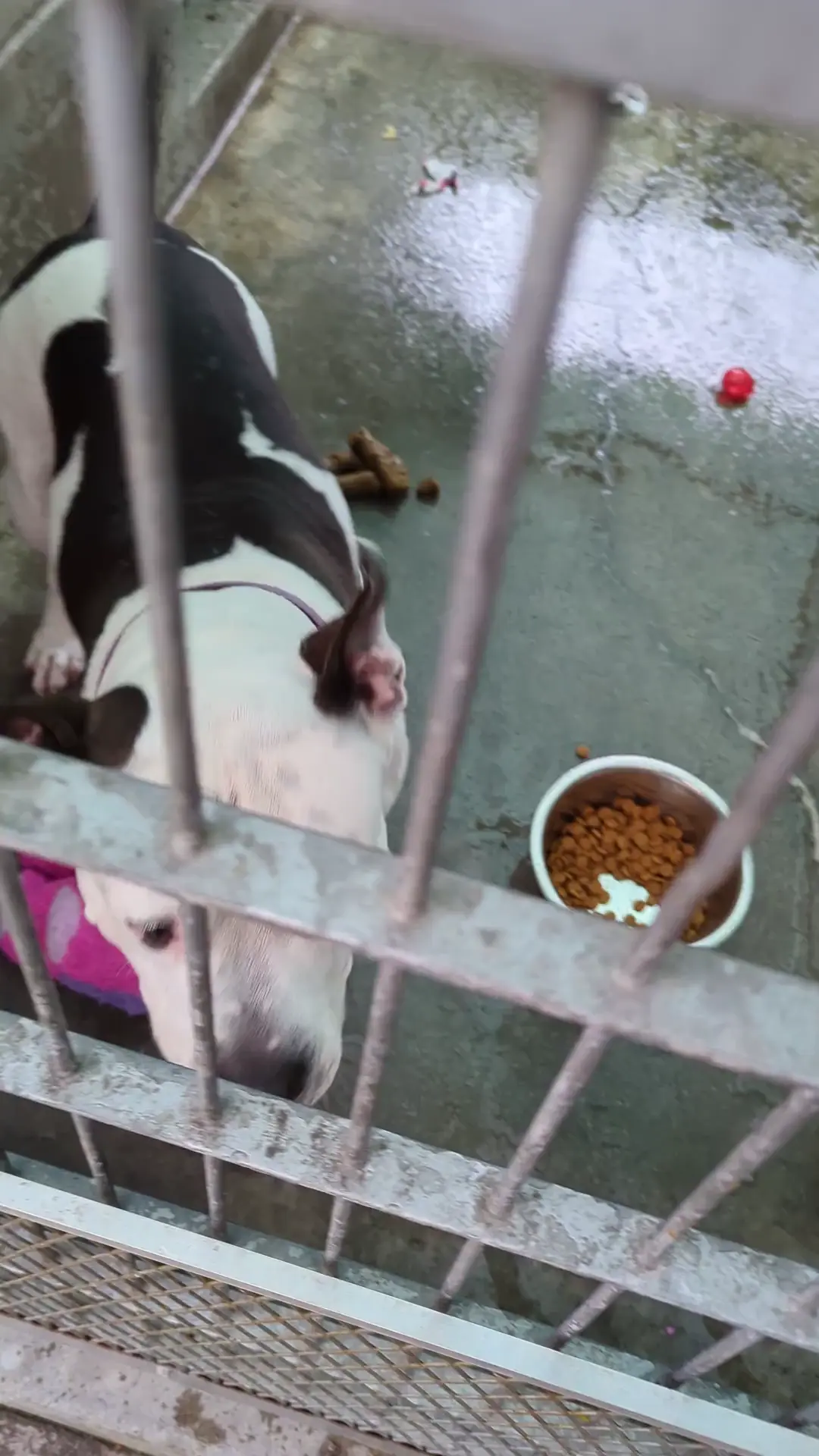 Finally adopted tippy taps | Scrolller