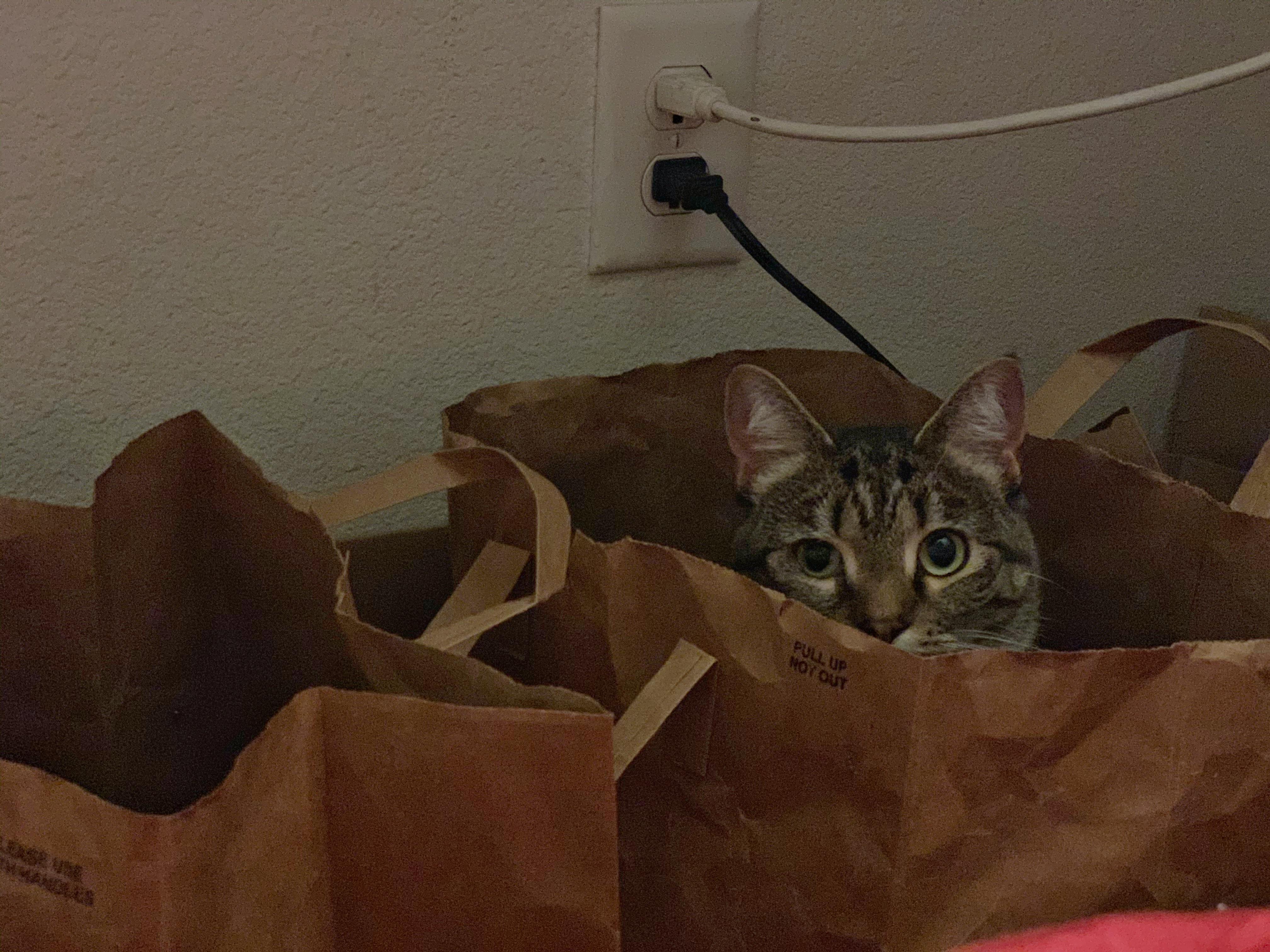 Finally bagged one! | Scrolller