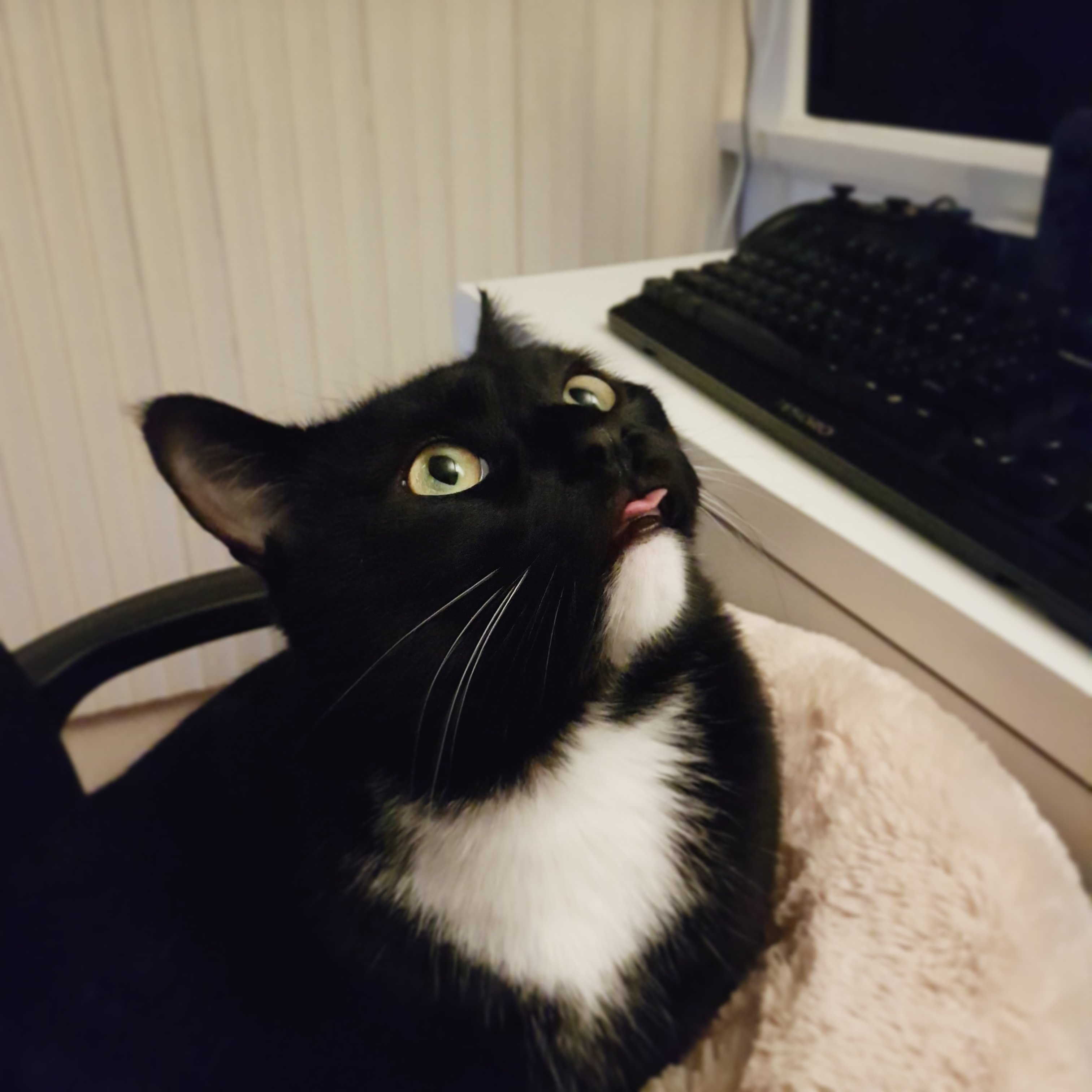 Finally captured Bean doing a blep! Wanted to share | Scrolller