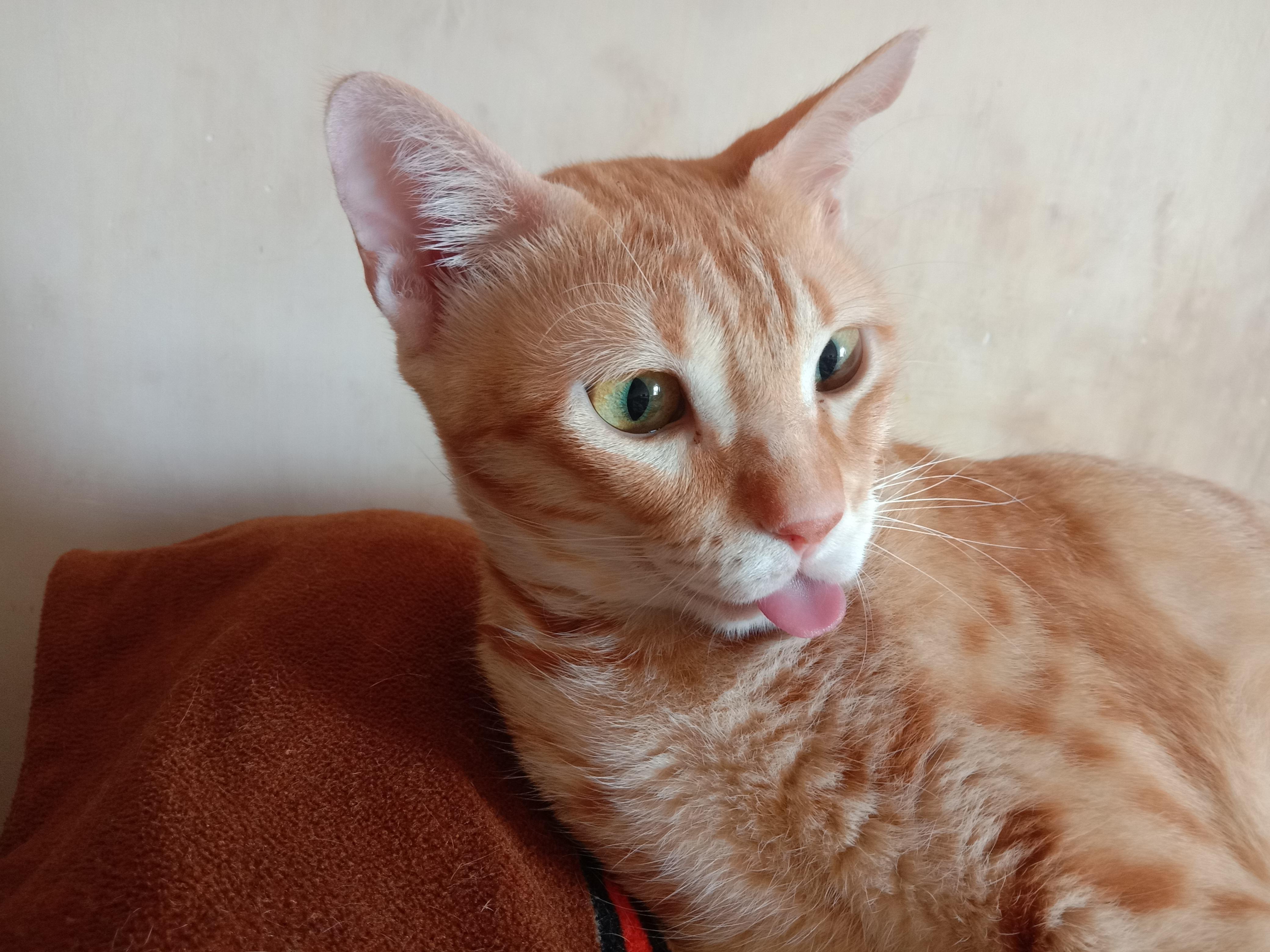 Finally captured the BLEP! | Scrolller