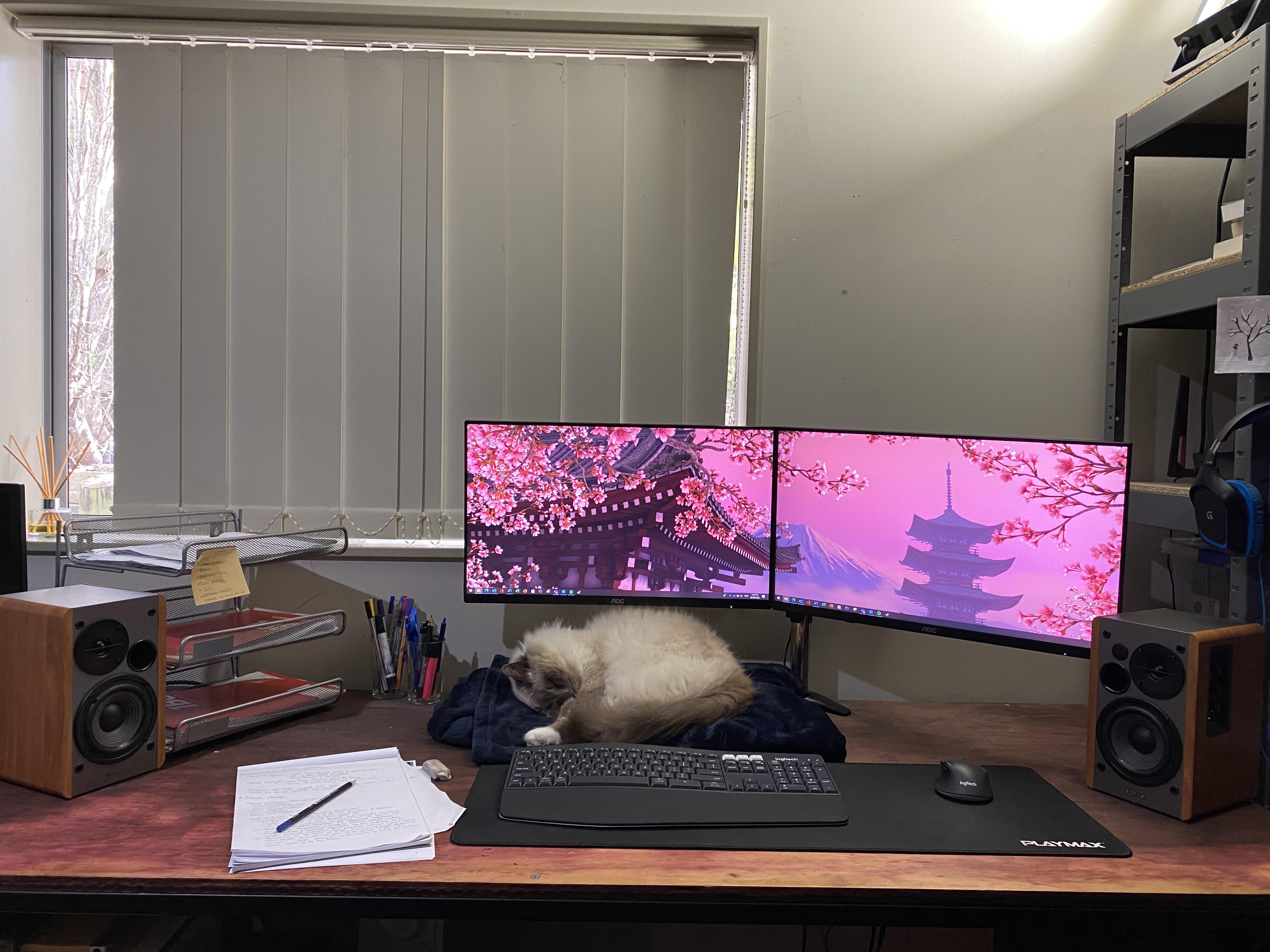 Finished my WFH setup, my assistant approves! | Scrolller