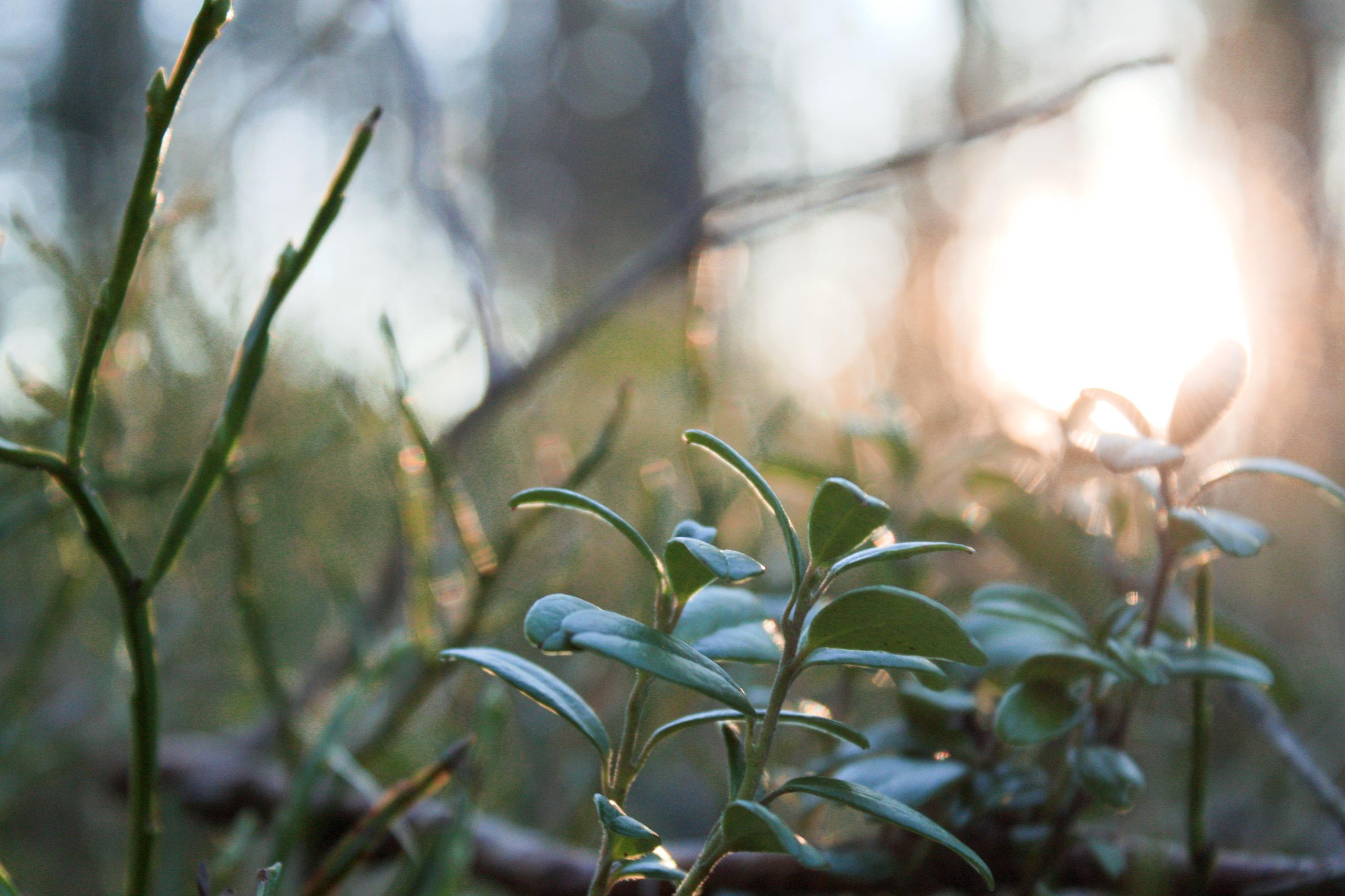 Finnish forest | Scrolller